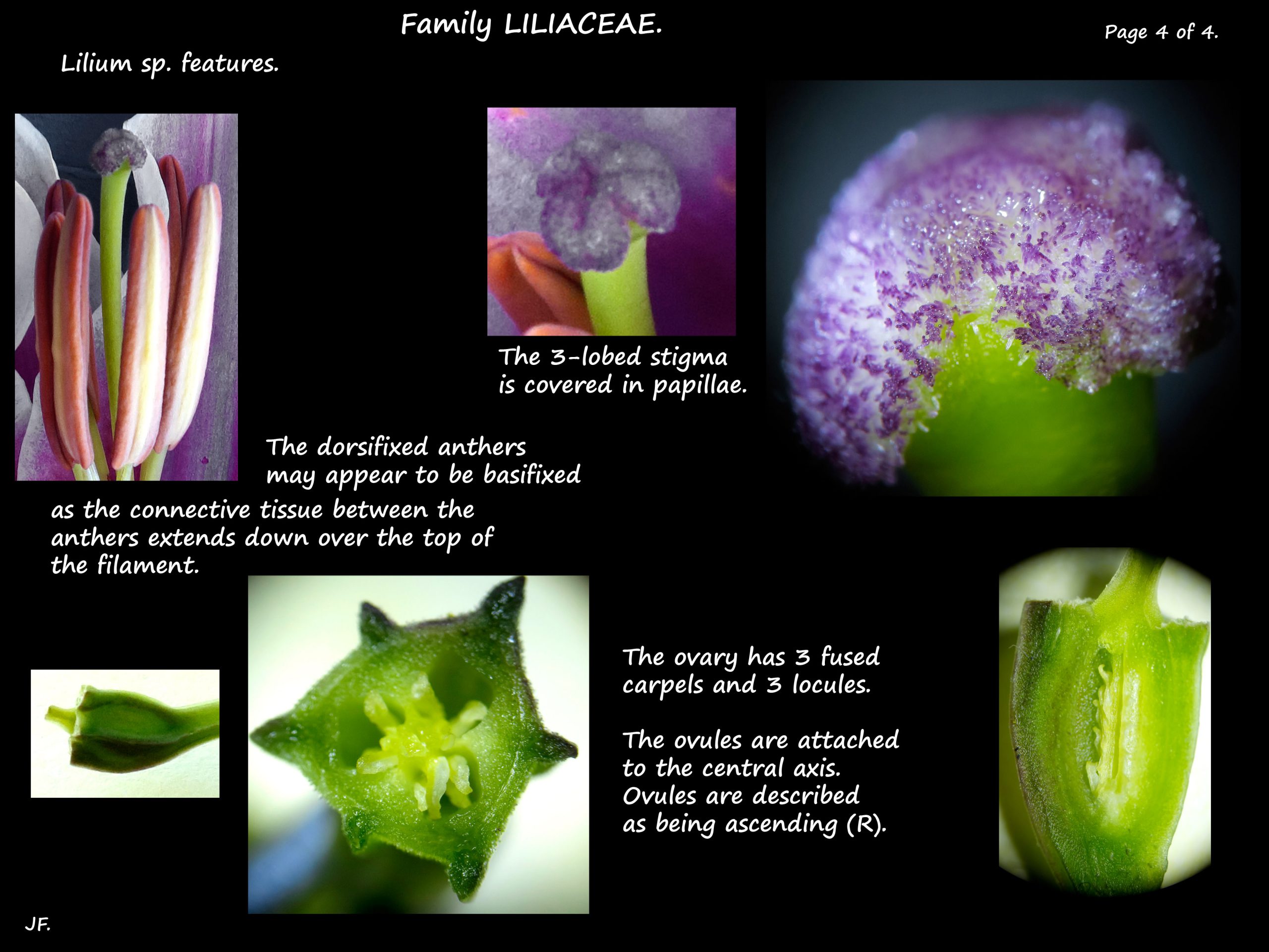 Lilium - Botany Brisbane