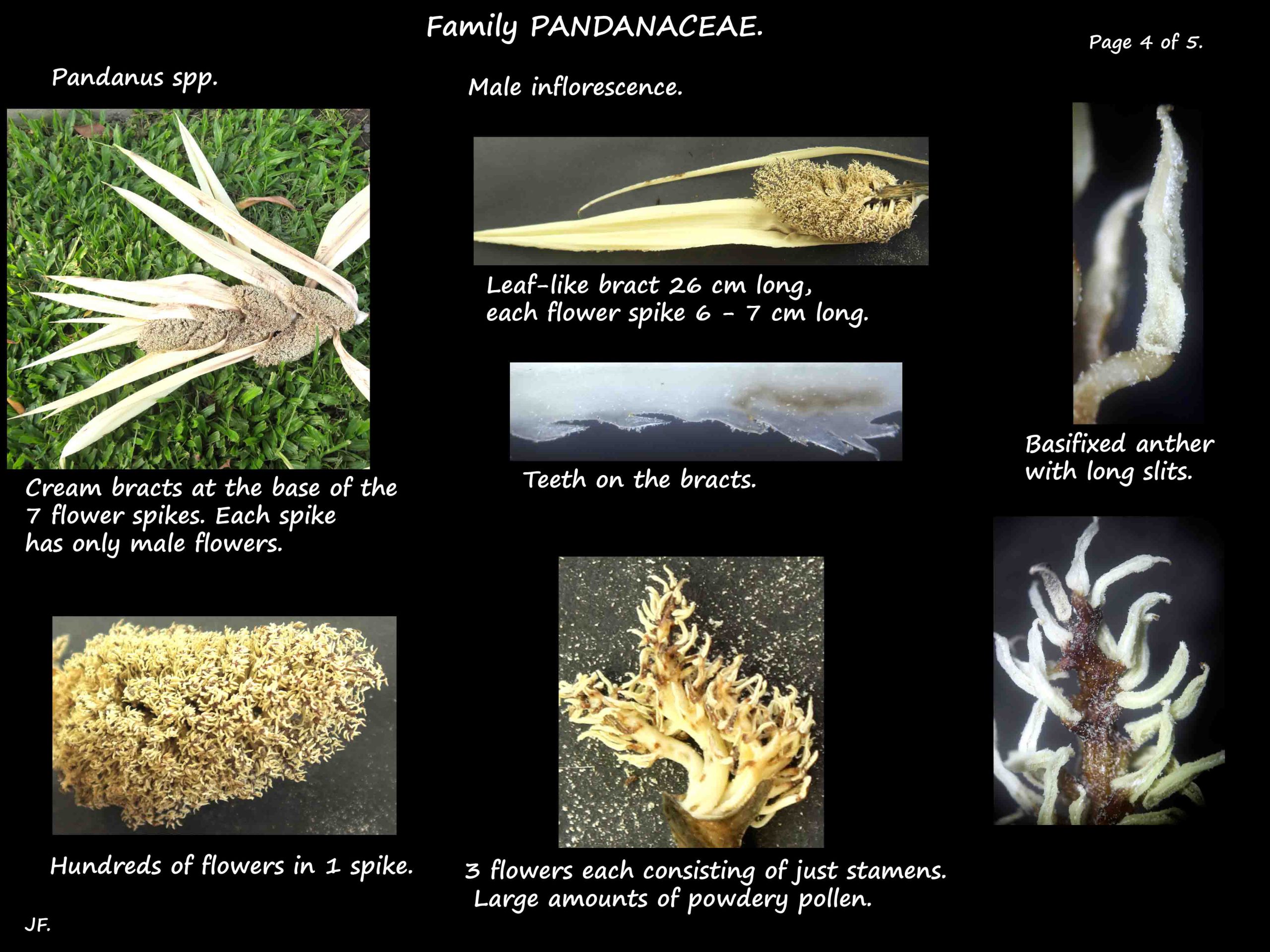 Pandanus - Botany Brisbane