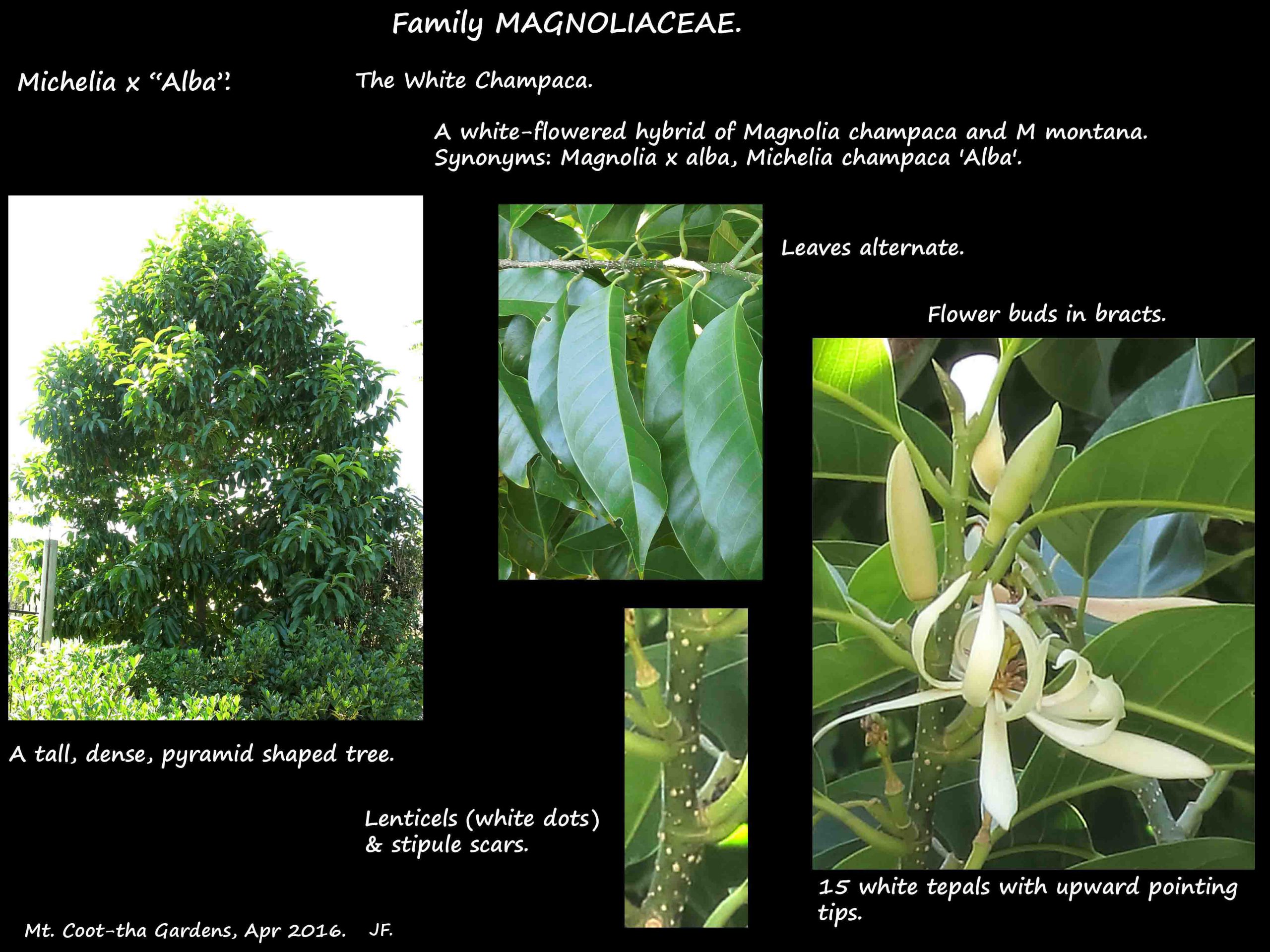 Michelia figo - Botany Brisbane