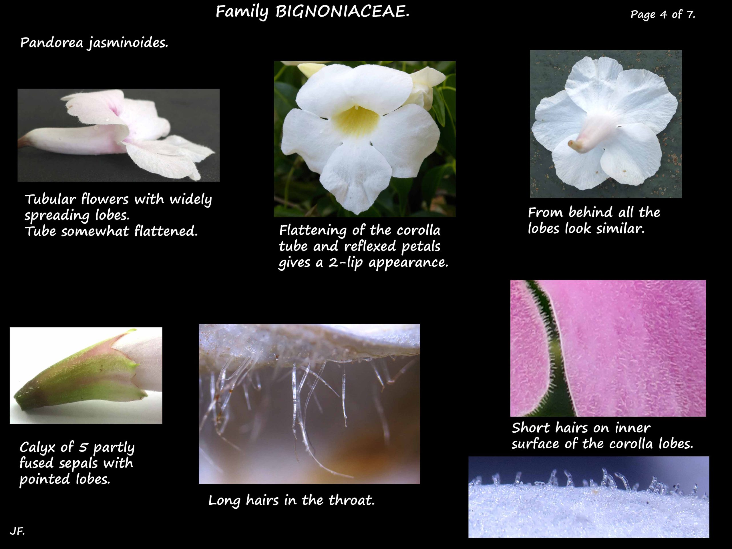 Pandorea jasminoides - Botany Brisbane