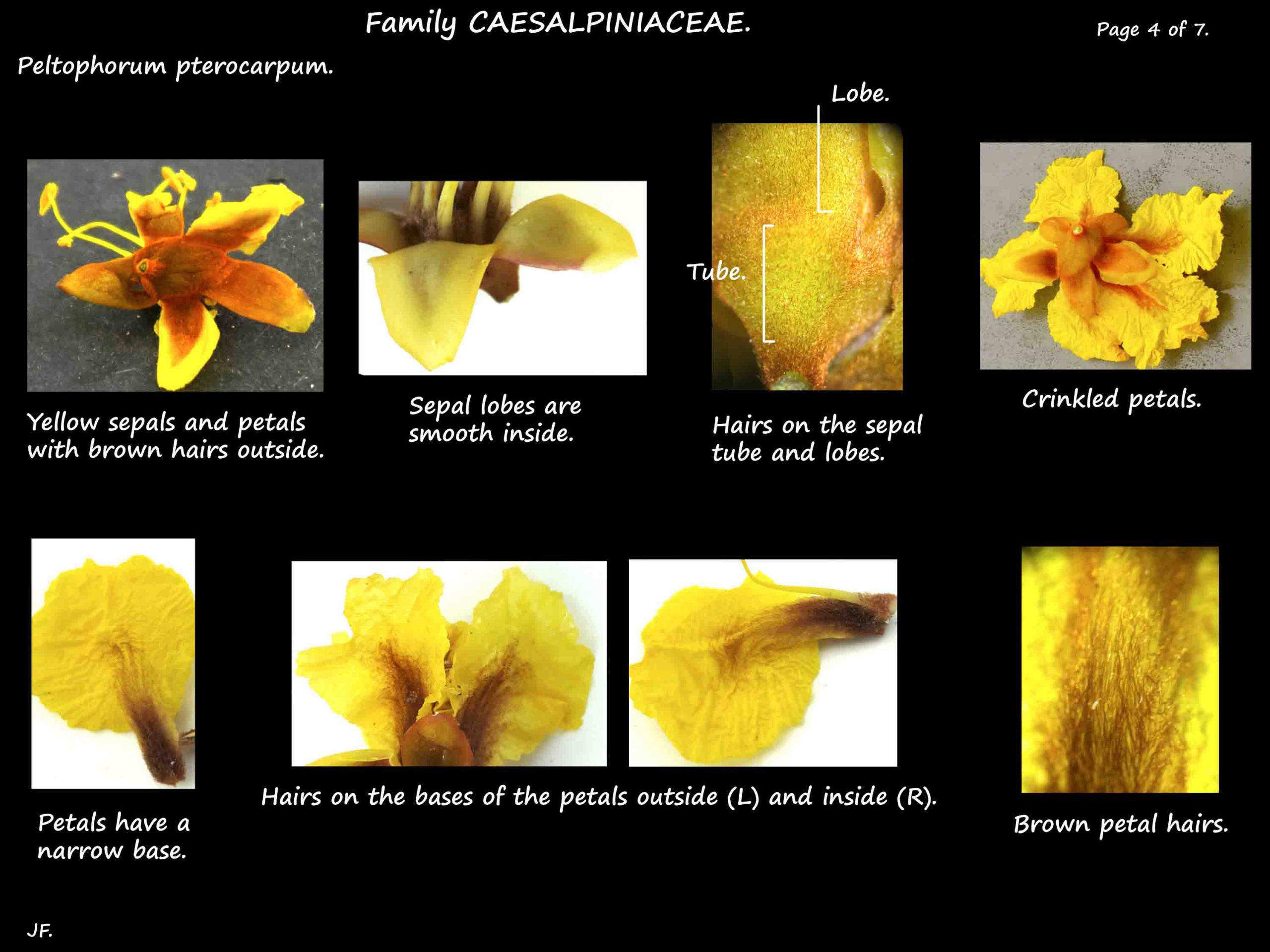 Peltophorum pterocarpum - Botany Brisbane