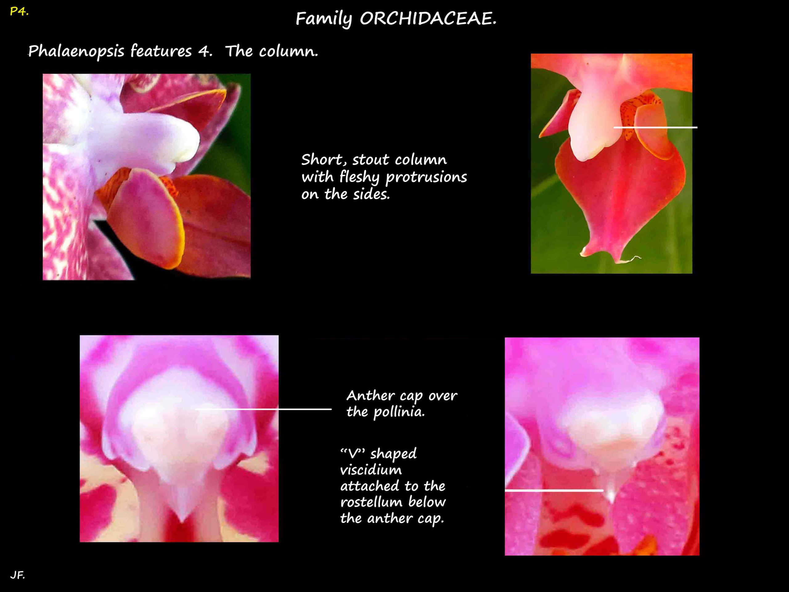 Phalaenopsis - Botany Brisbane