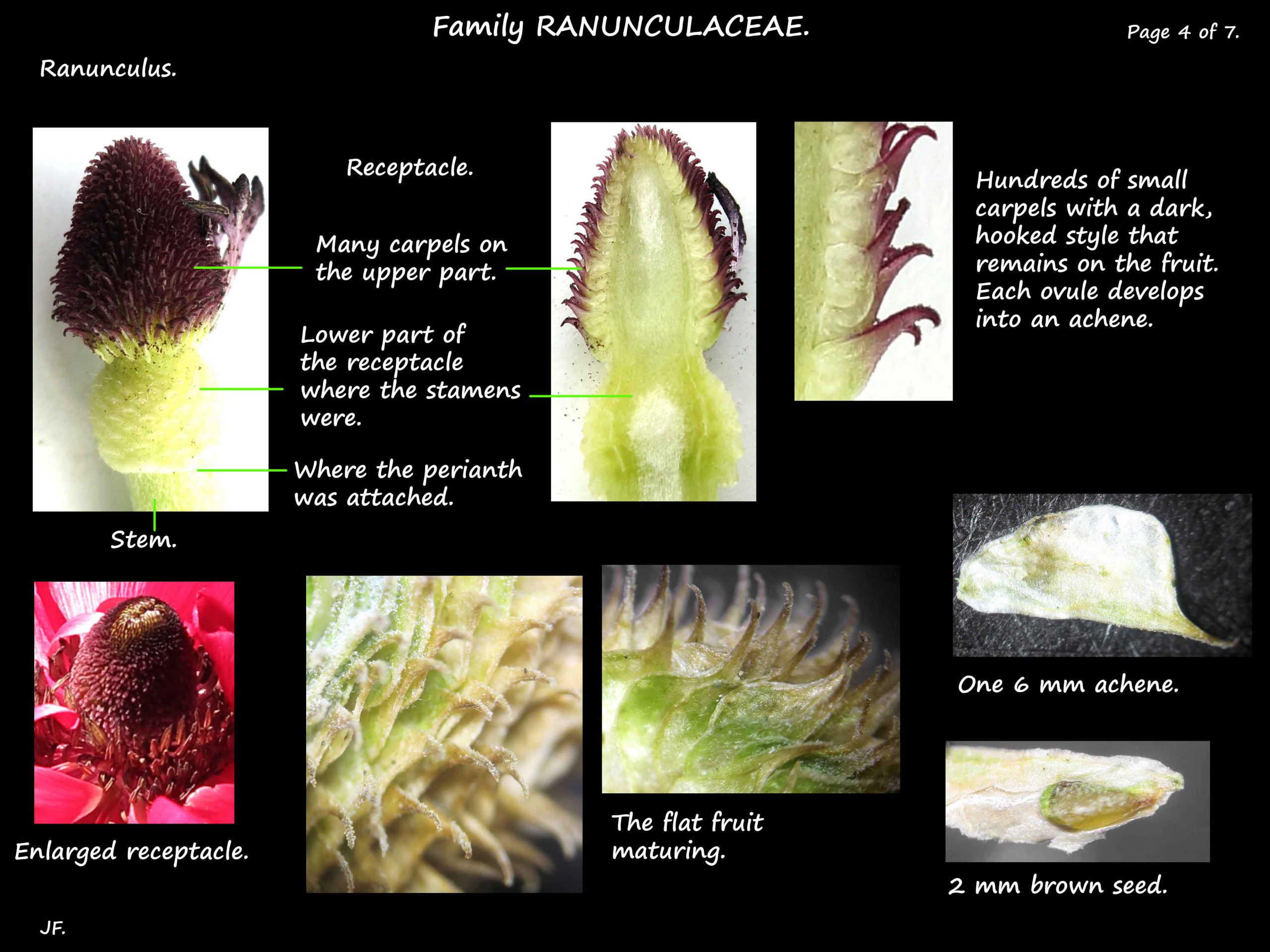 Ranunculus - Botany Brisbane