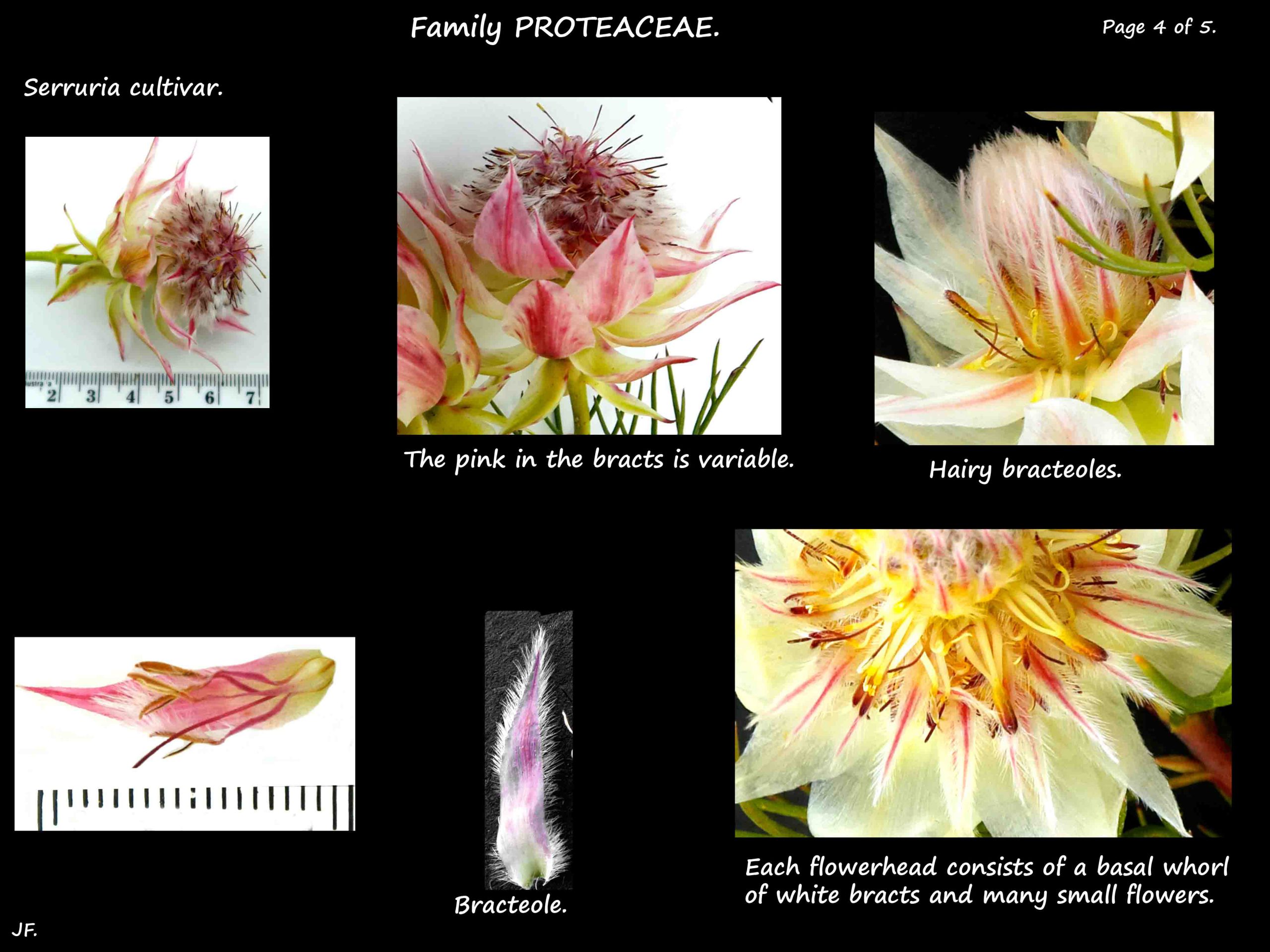 Serruria florida - Botany Brisbane