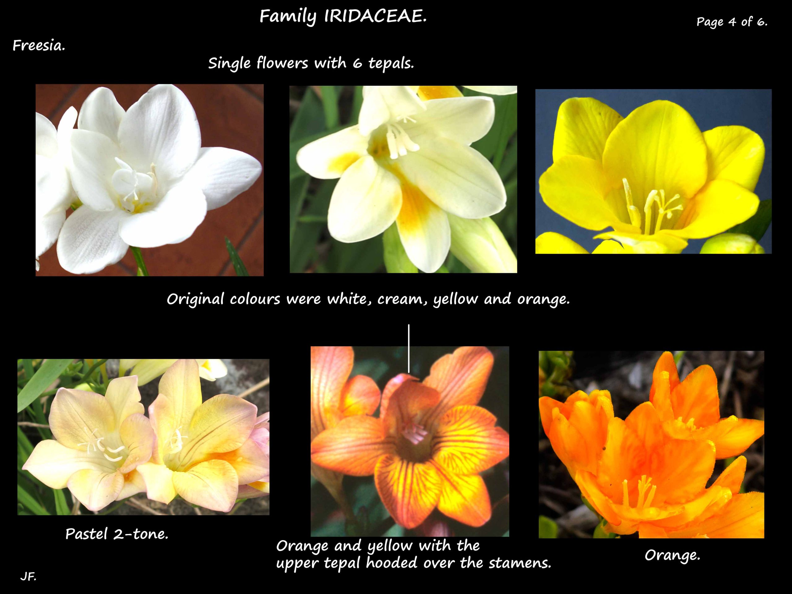 Freesia - Botany Brisbane