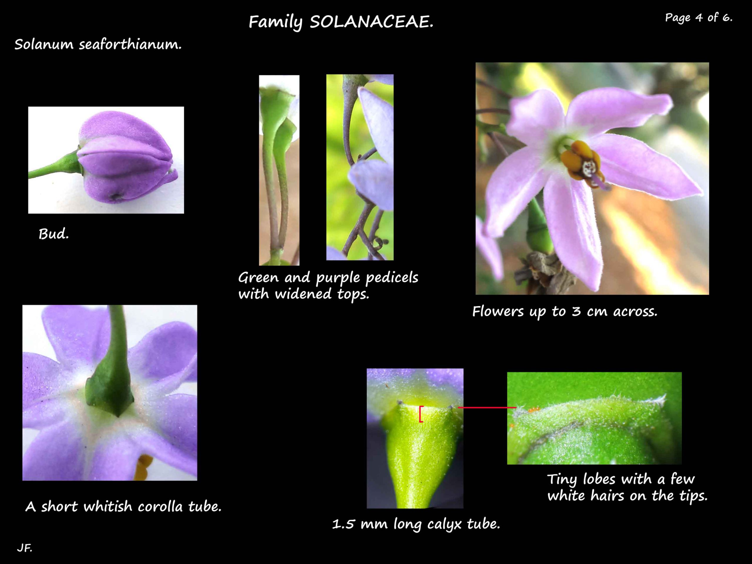 Solanum seaforthianum - Botany Brisbane
