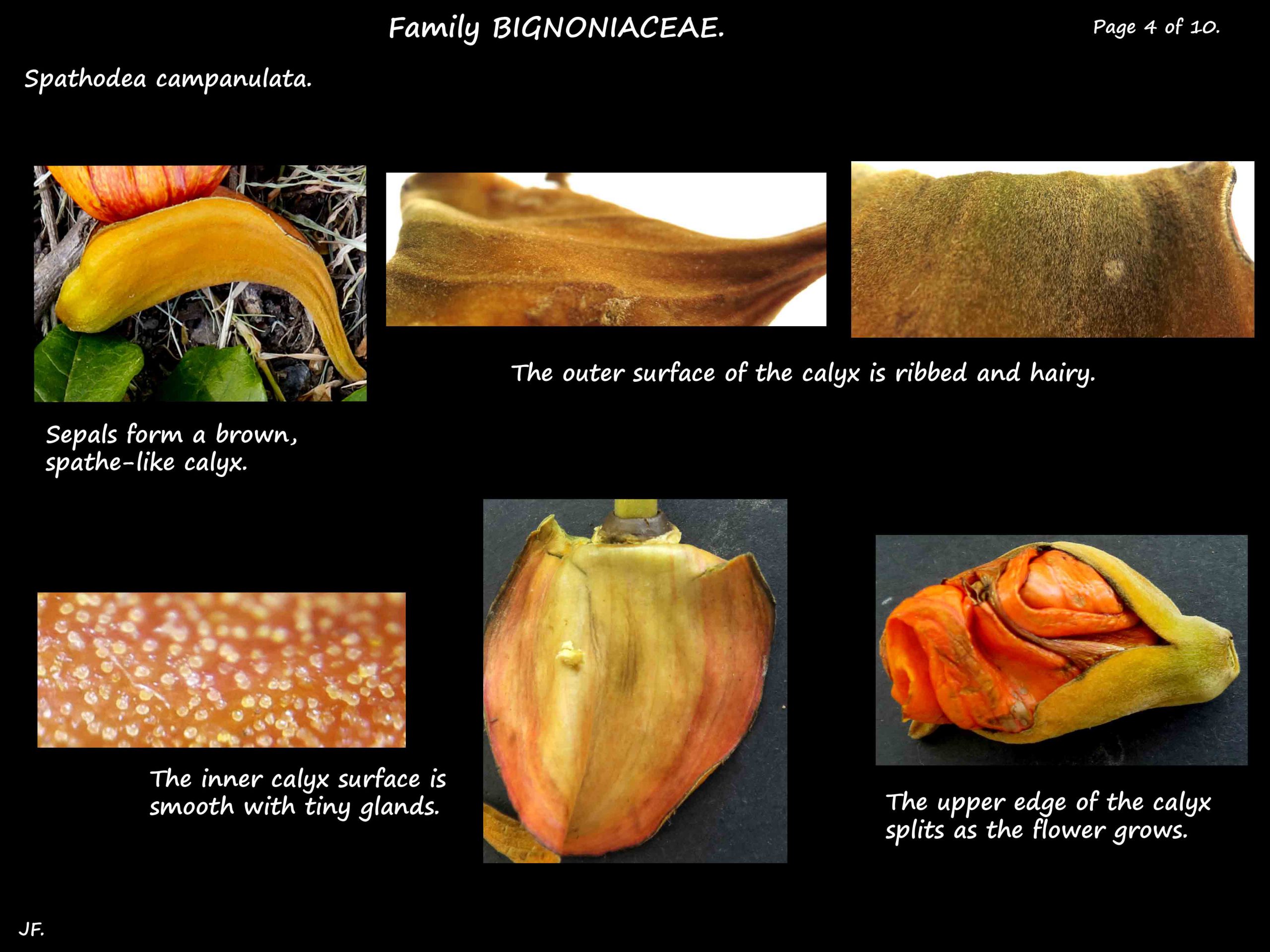 Spathodea campanulata - Botany Brisbane