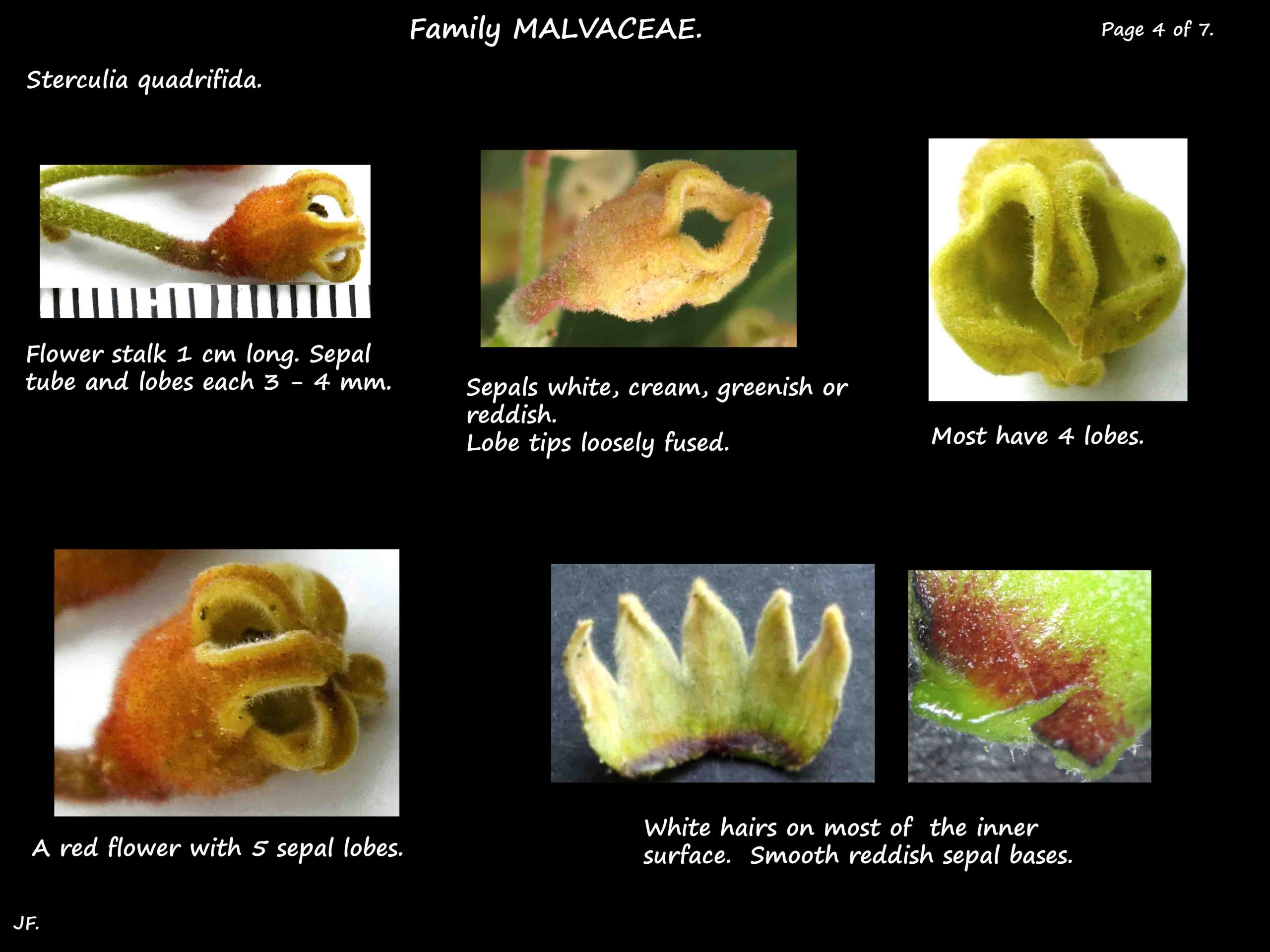 Sterculia quadrifida - Botany Brisbane
