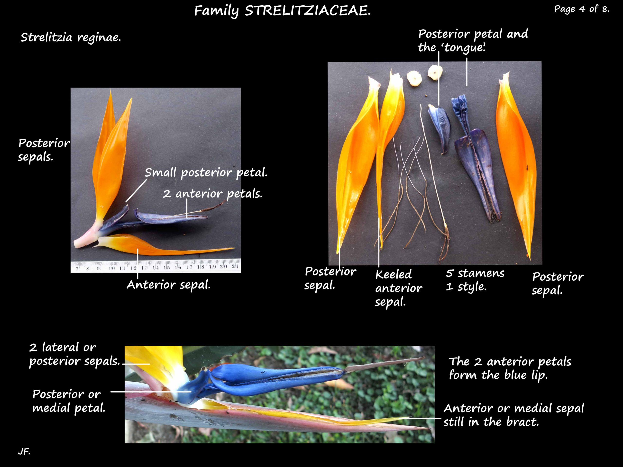 Strelitzia reginae - Botany Brisbane