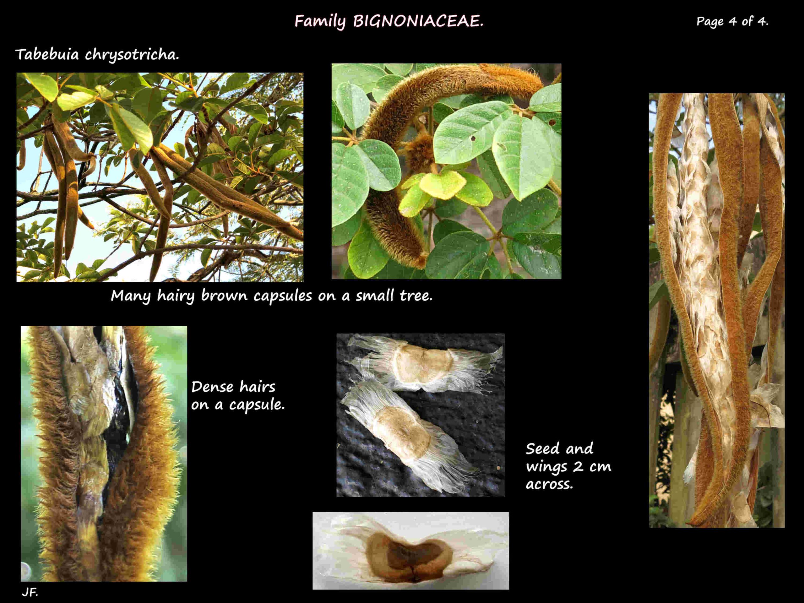 Tabebuia chrysotricha - Botany Brisbane