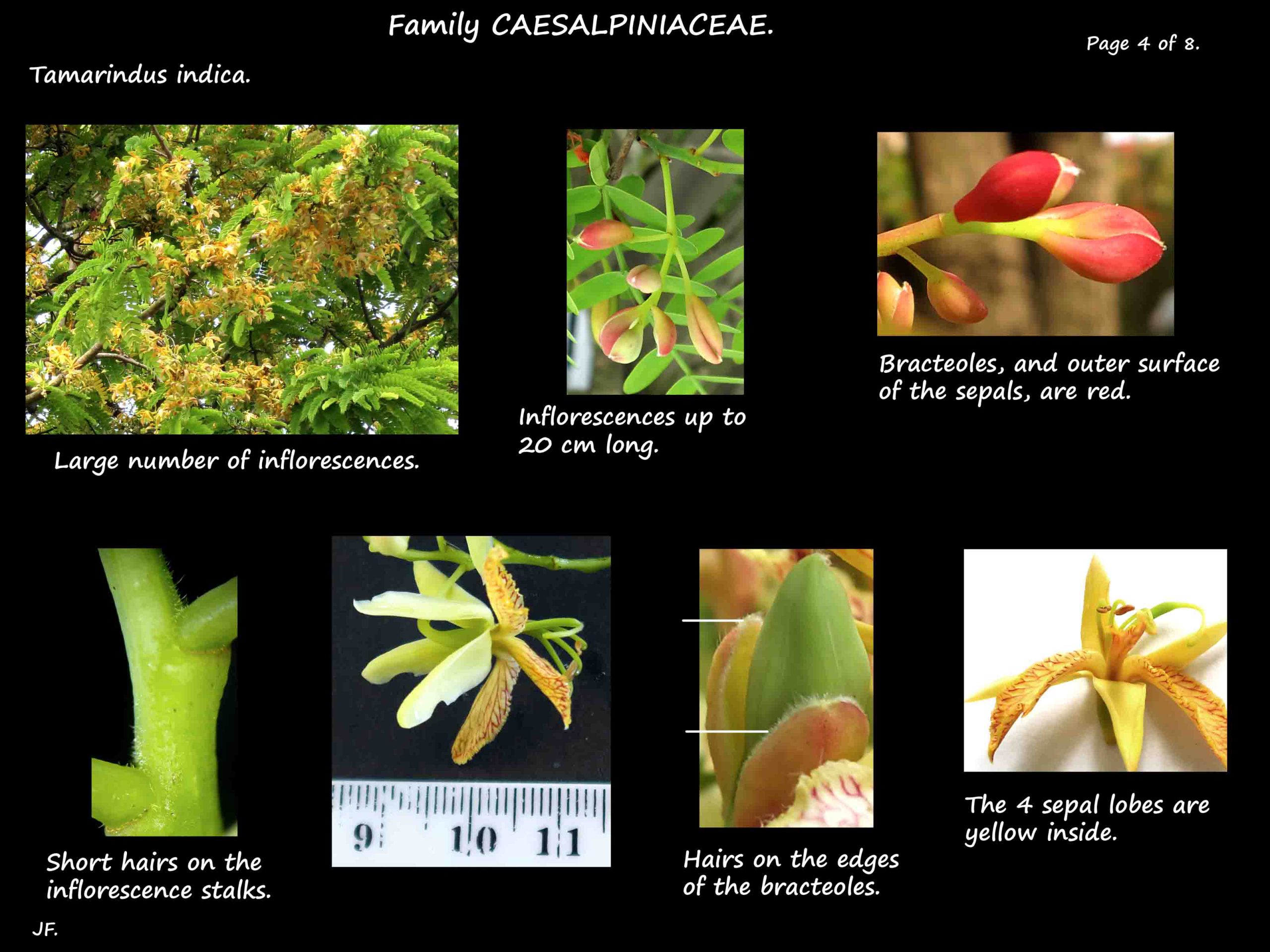 Tamarindus indica - Botany Brisbane