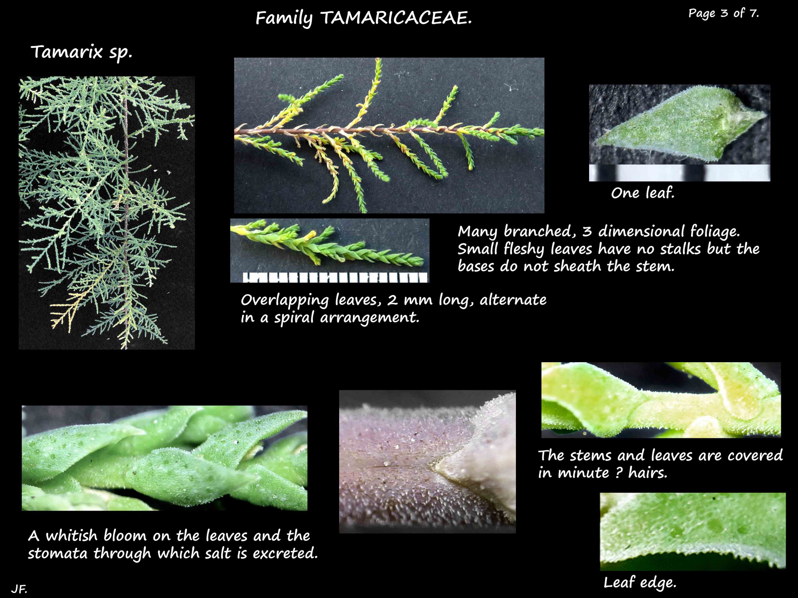Tamarix - Botany Brisbane