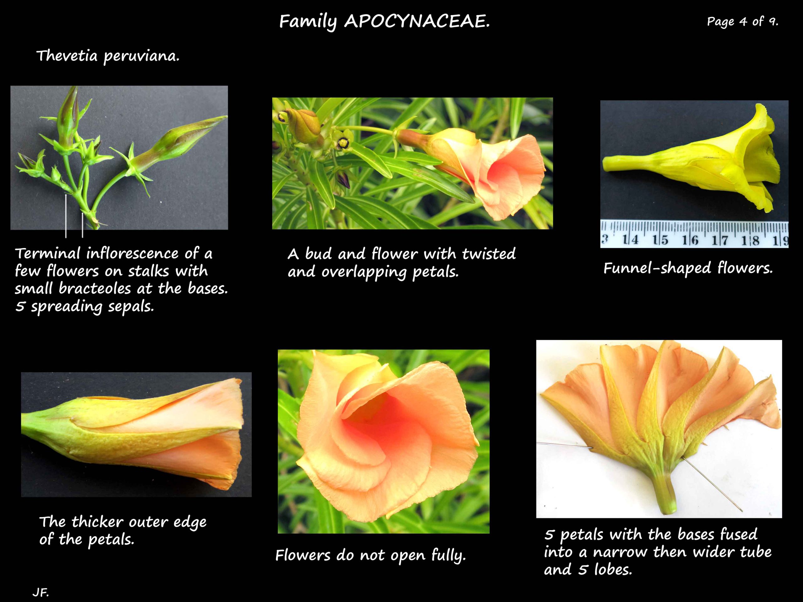 Thevetia peruviana - Botany Brisbane