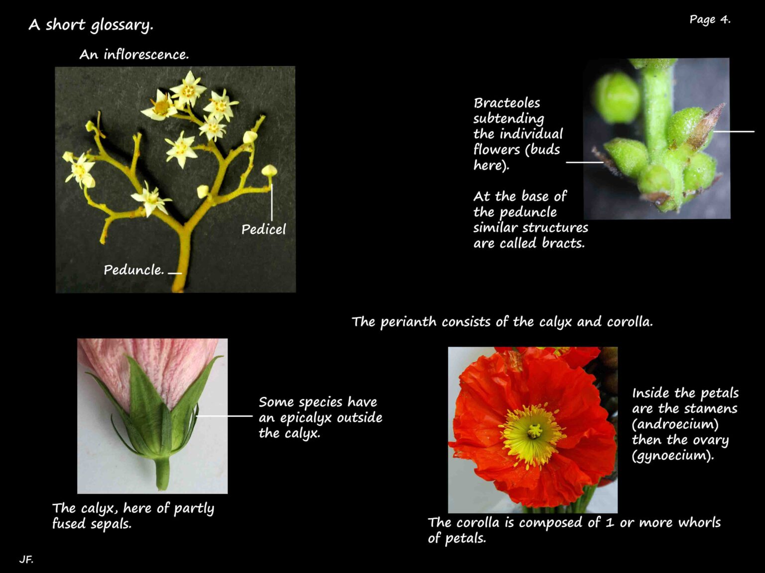 A short plant glossary - Botany Brisbane