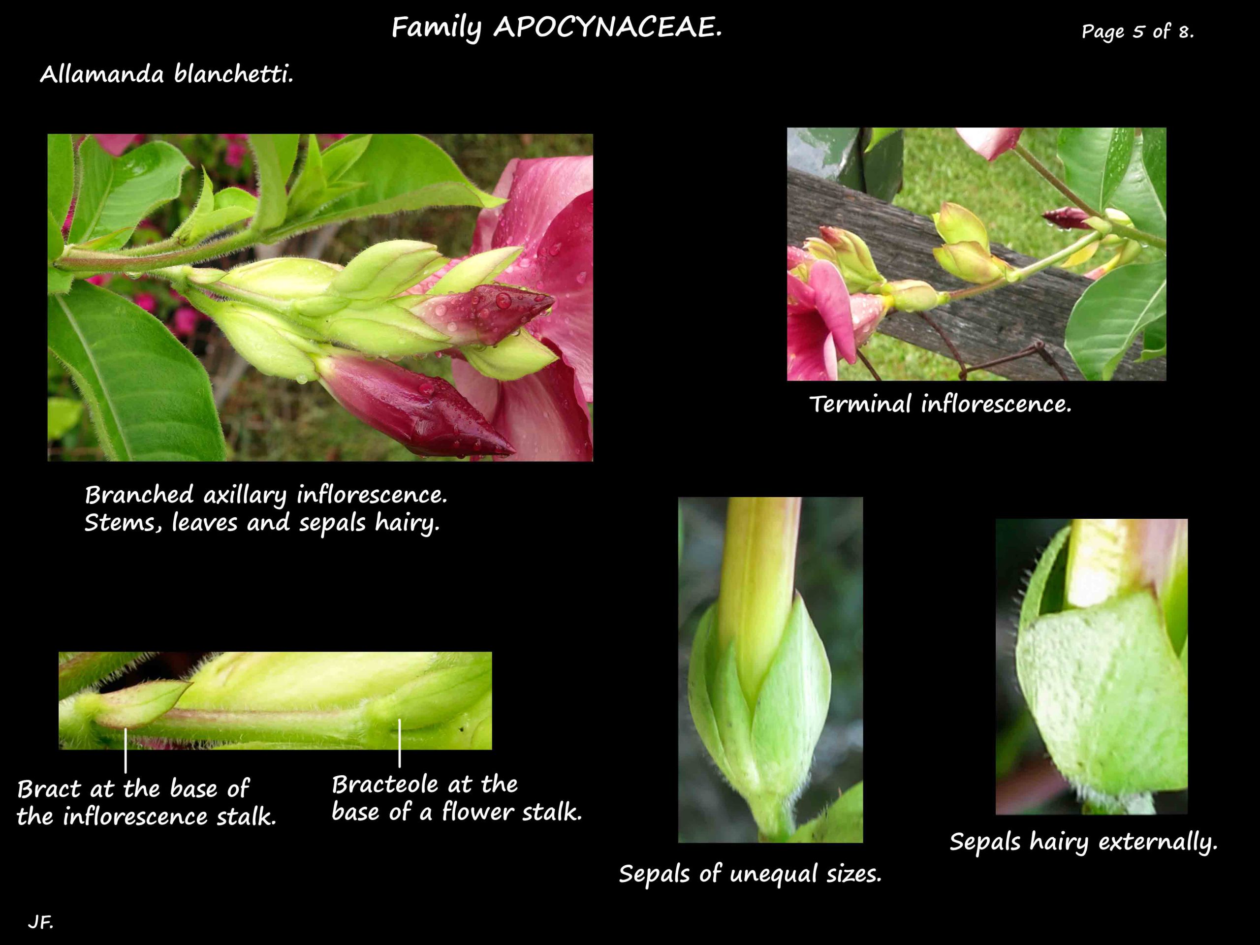 Allamanda blanchetti - Botany Brisbane