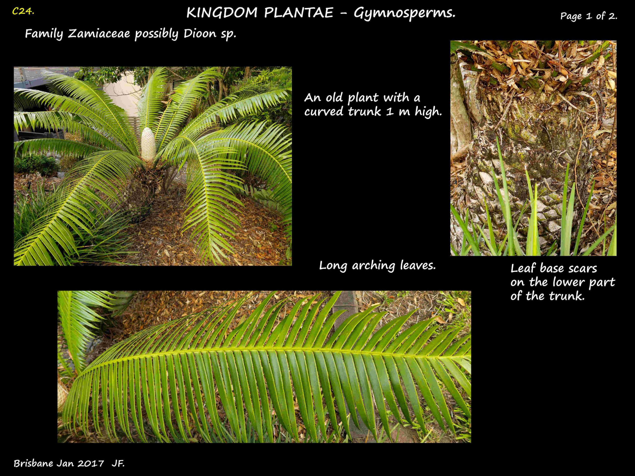 Dioon - Botany Brisbane