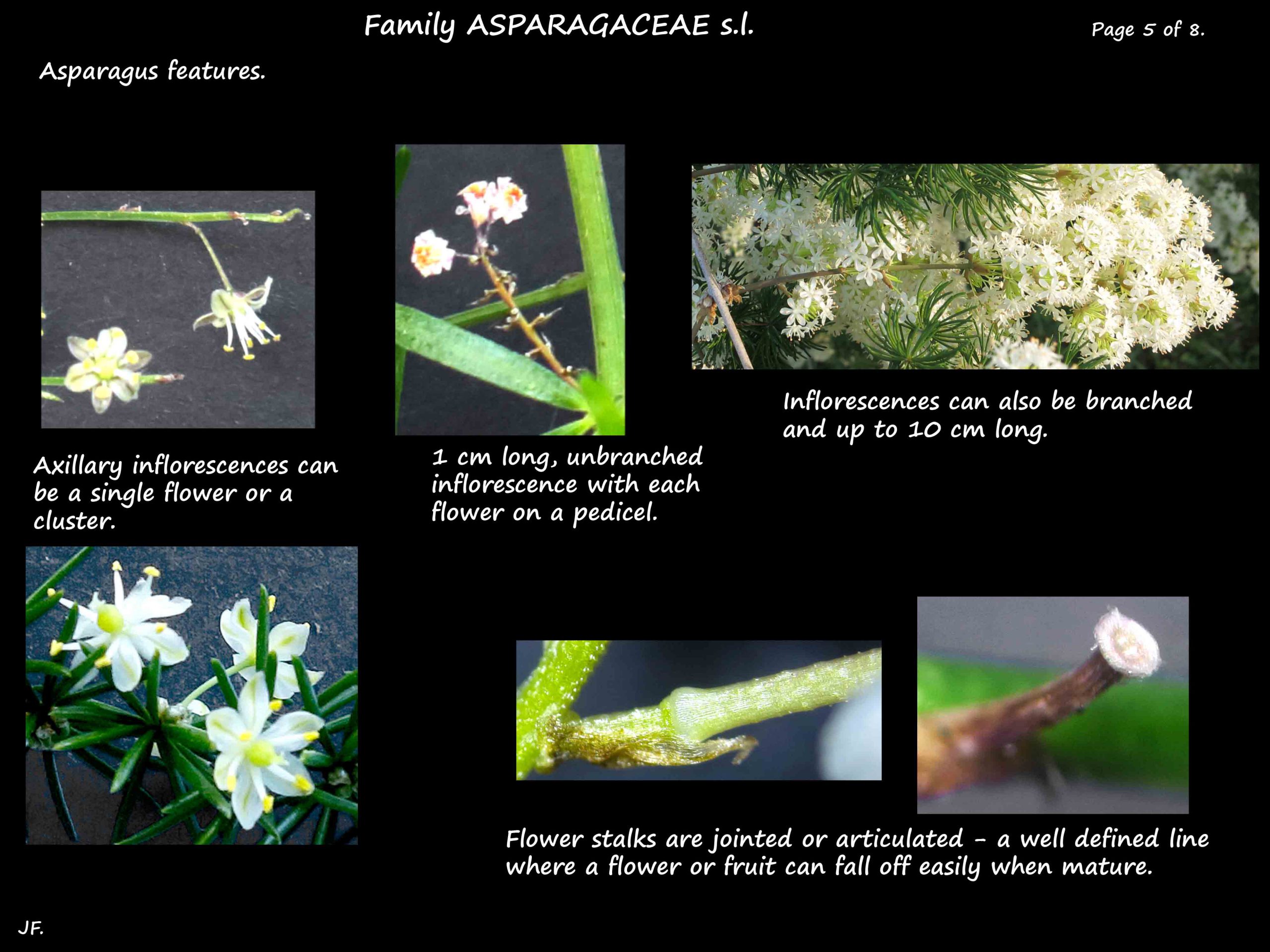 Asparagus - Botany Brisbane