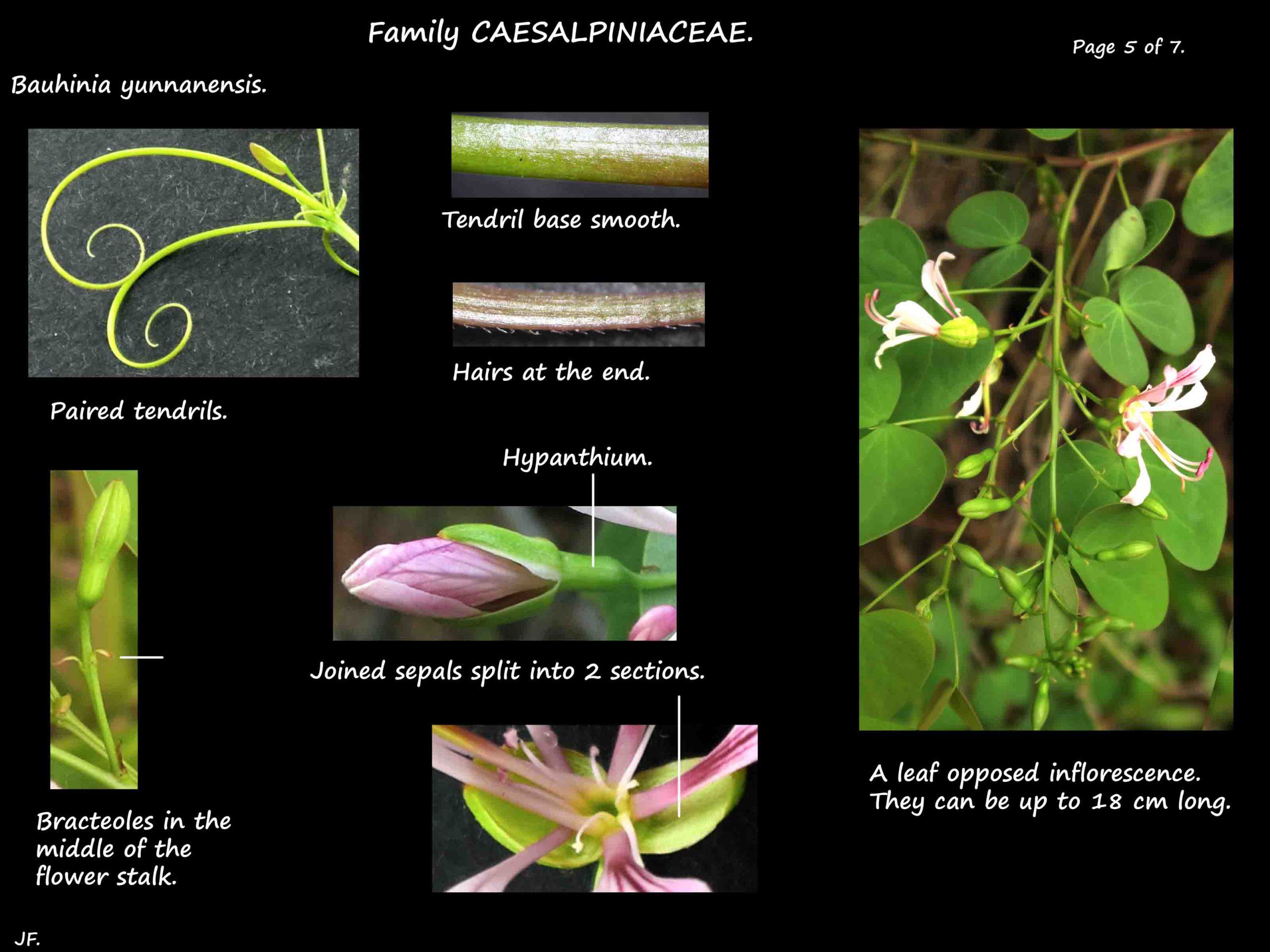Bauhinia yunnanensis - Botany Brisbane