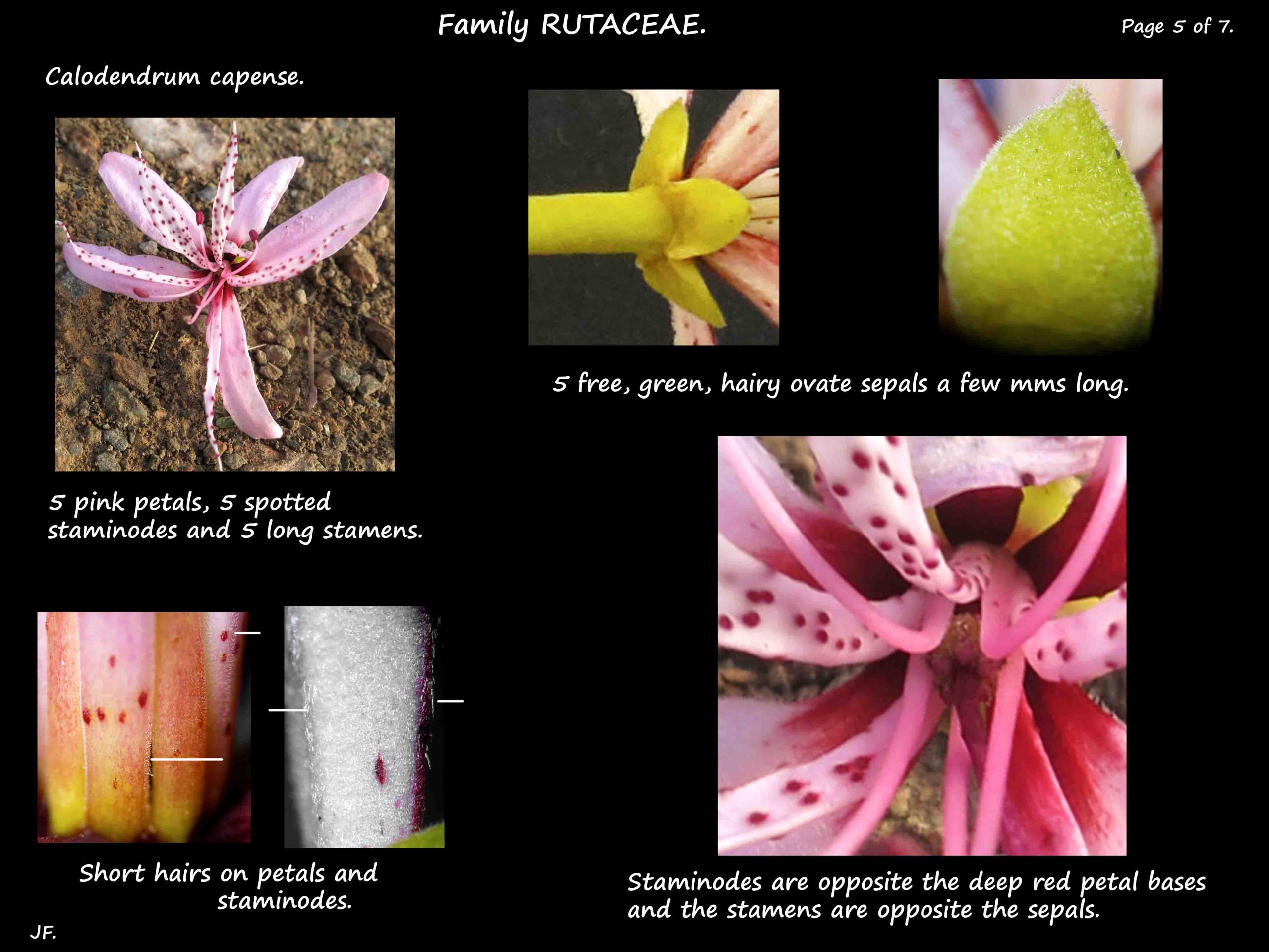 Calodendrum capense - Botany Brisbane