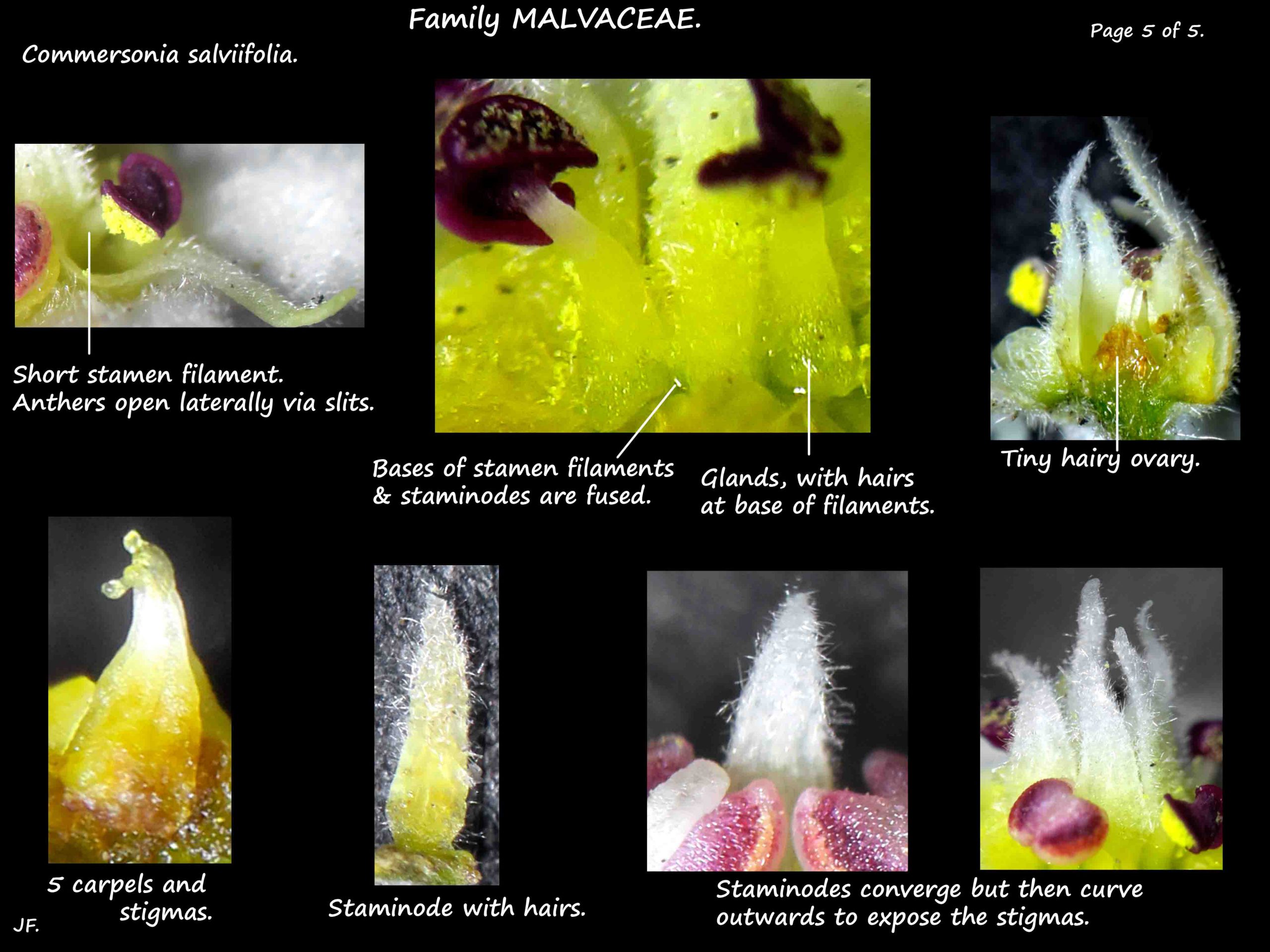 Commersonia salviifolia - Botany Brisbane