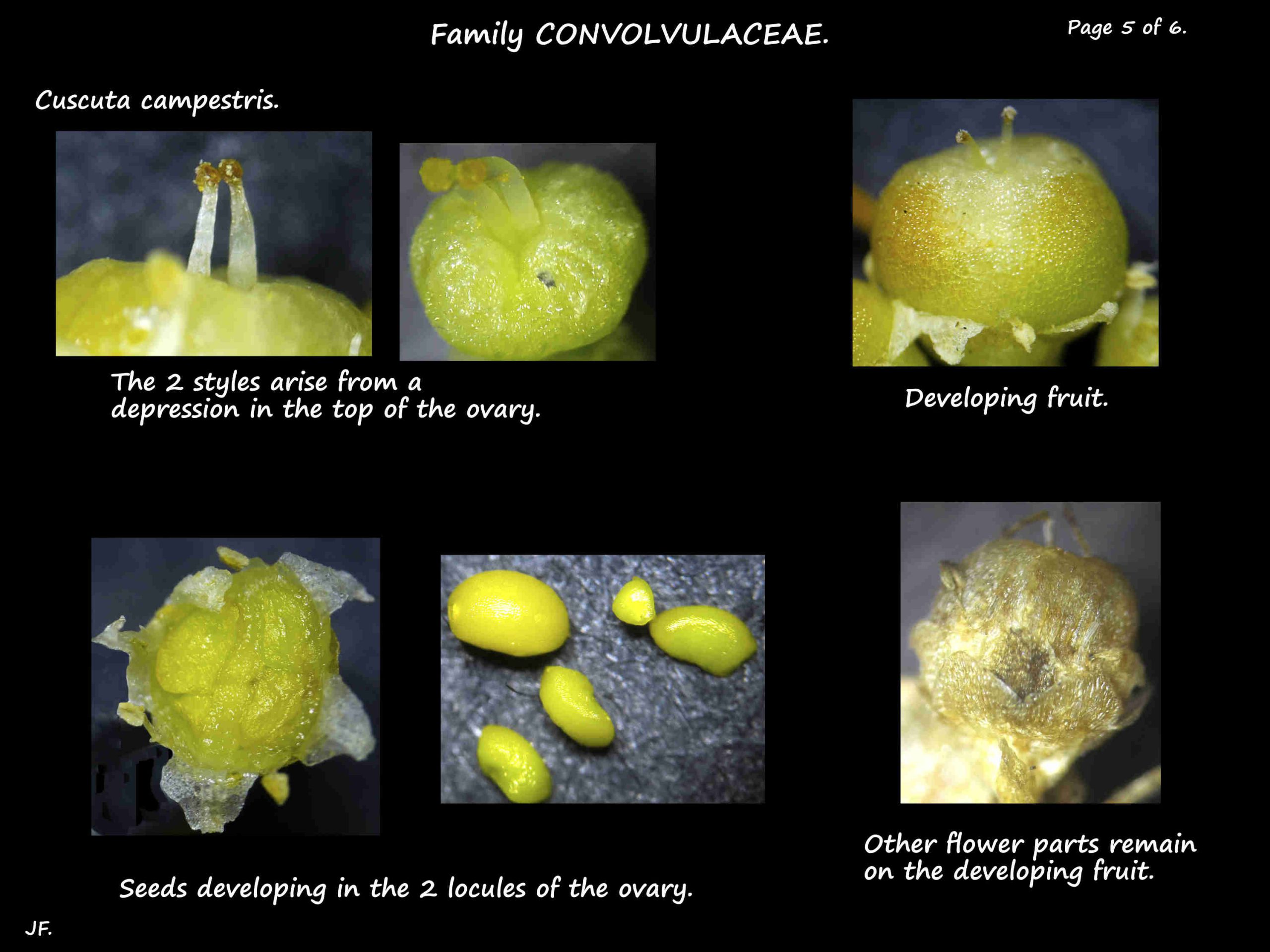 Cuscuta campestris - Botany Brisbane