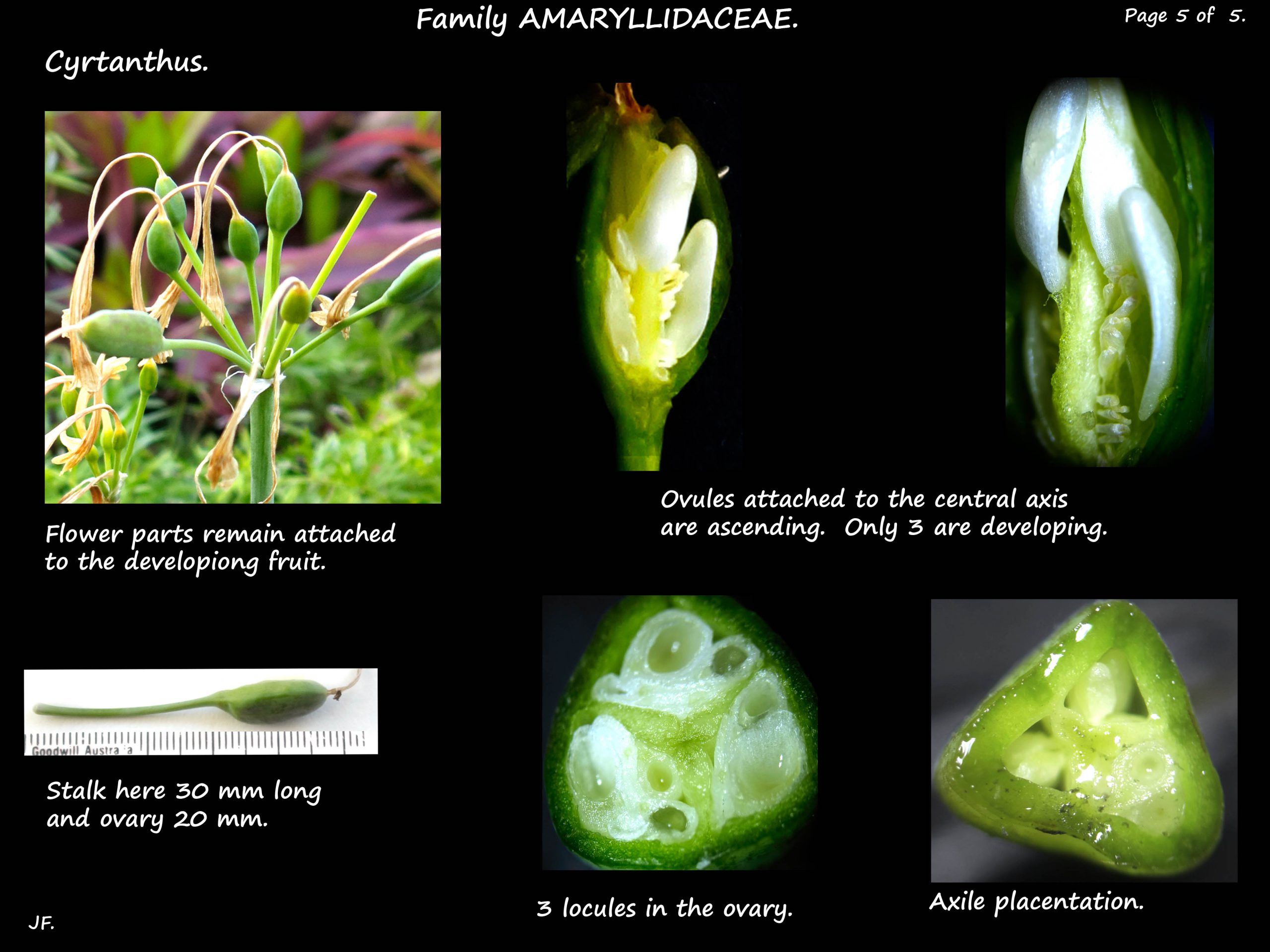 Cyrtanthus - Botany Brisbane