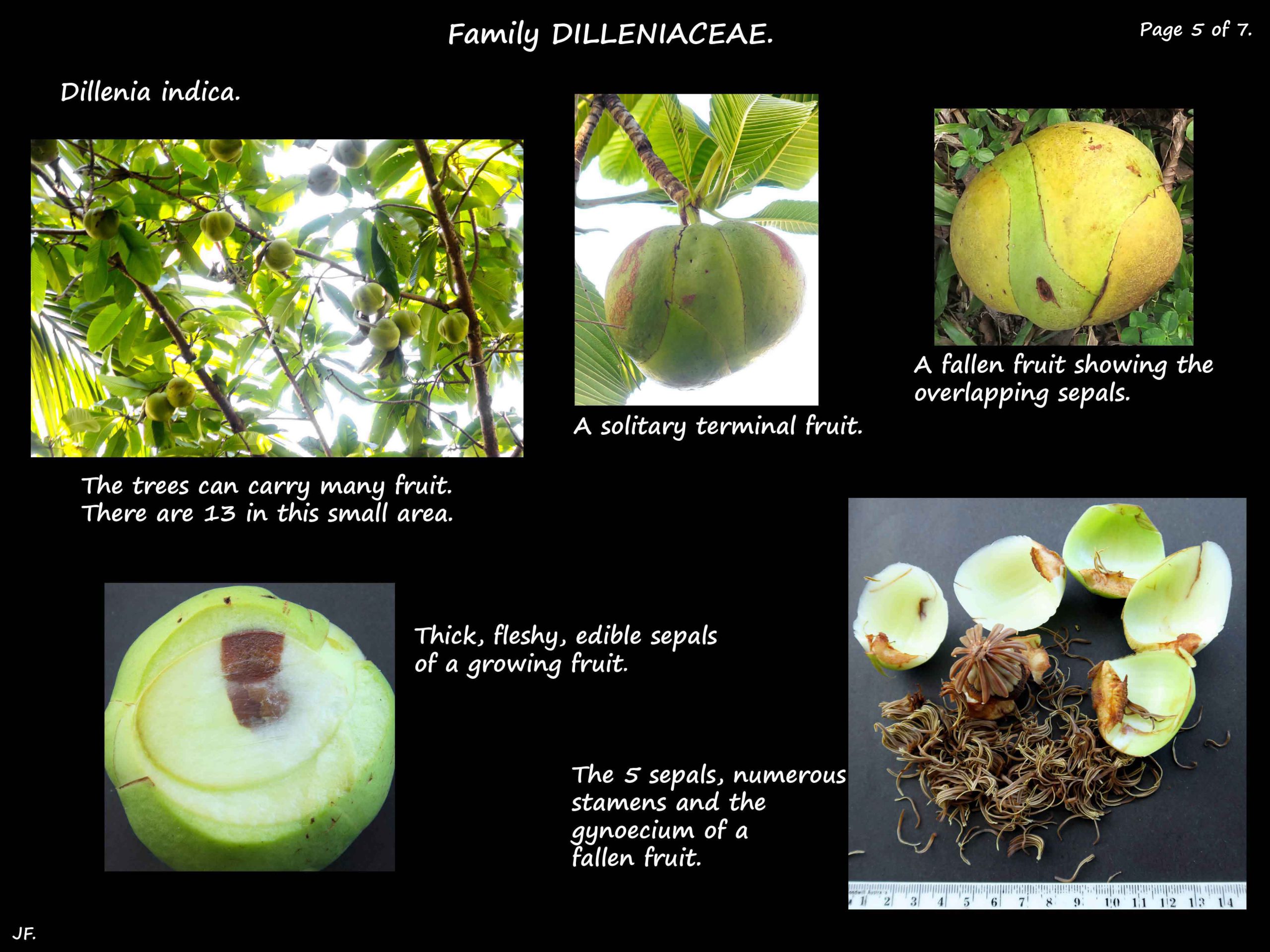 Dillenia indica - Botany Brisbane