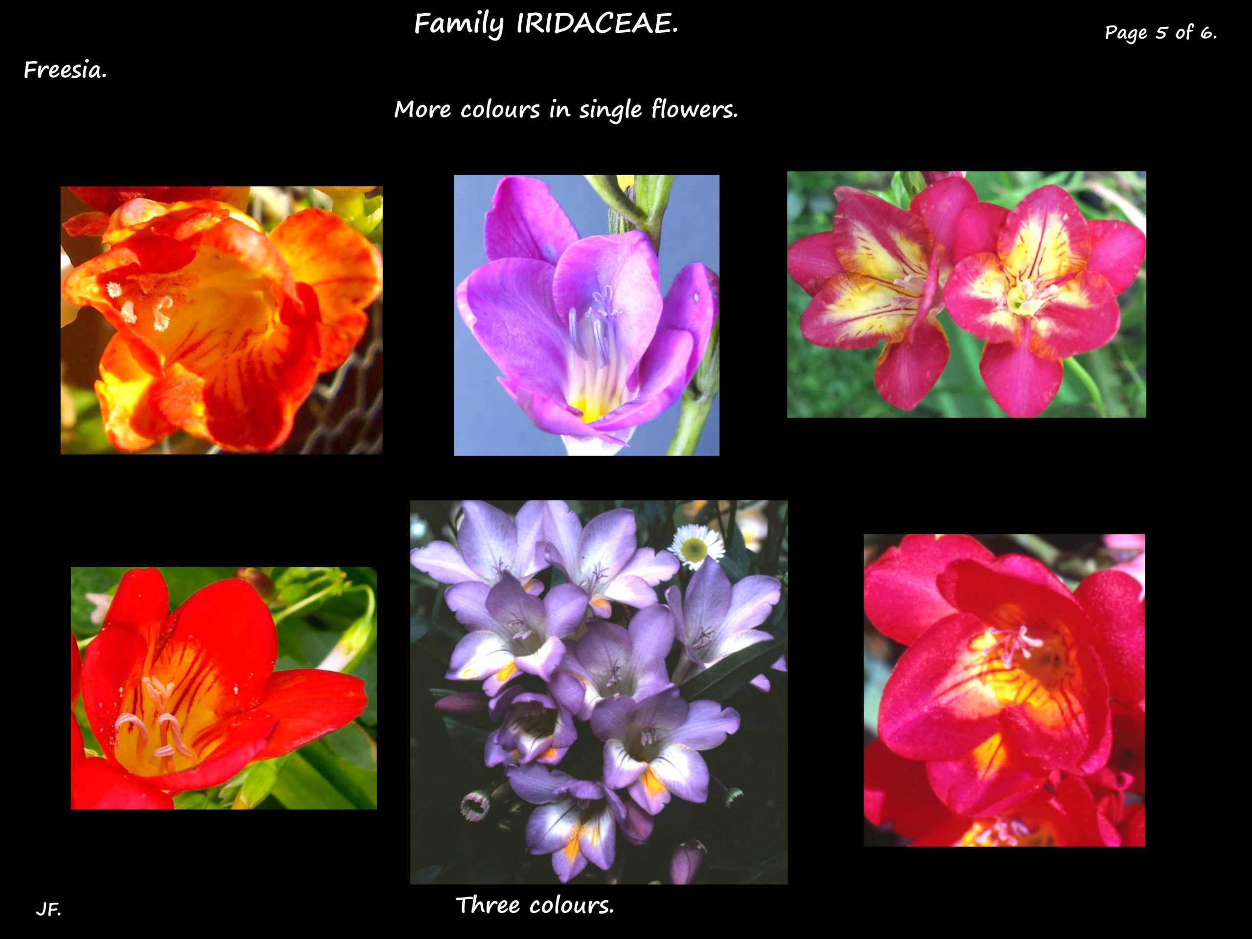 Freesia - Botany Brisbane