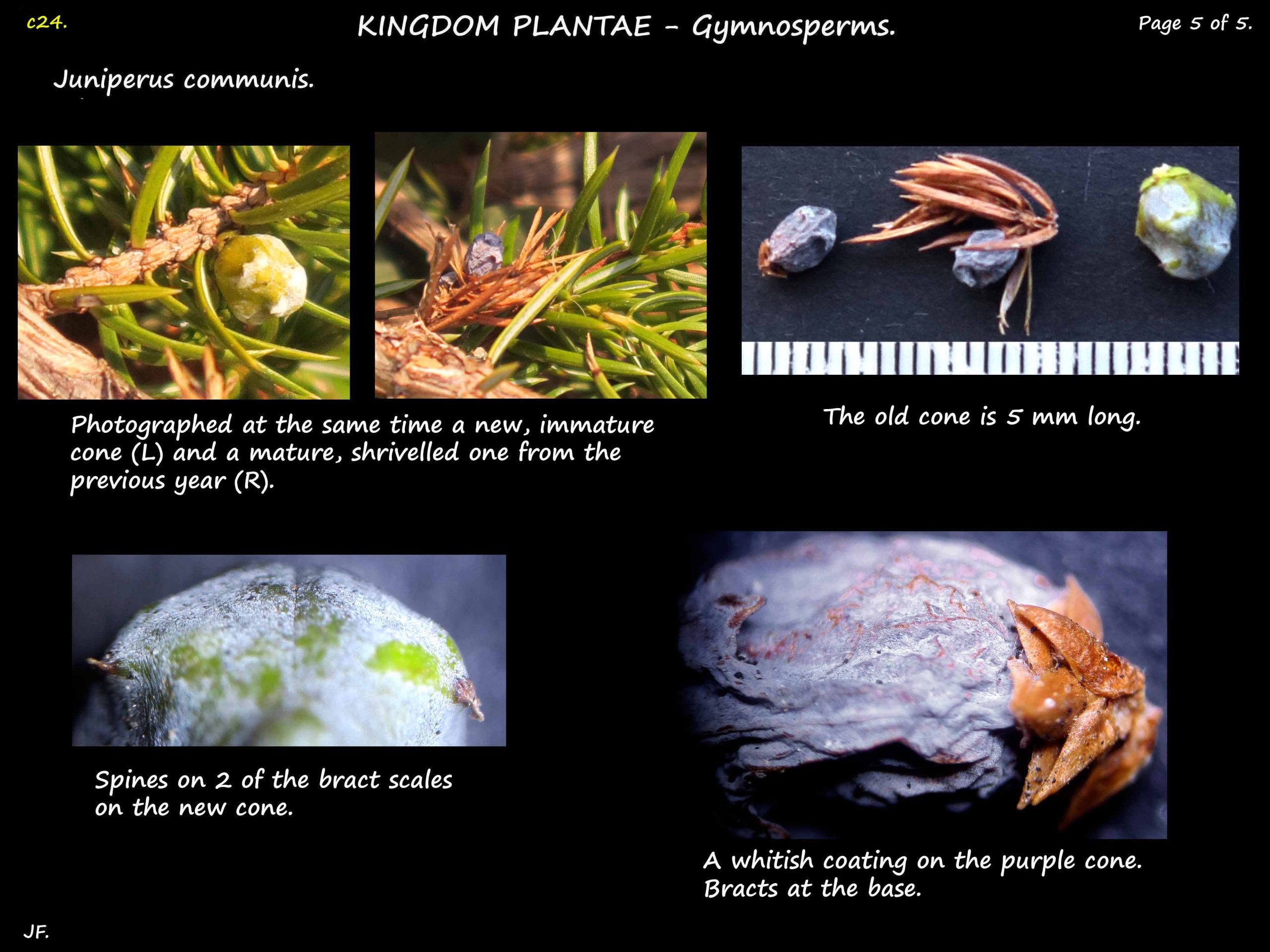 Juniperus communis - Botany Brisbane