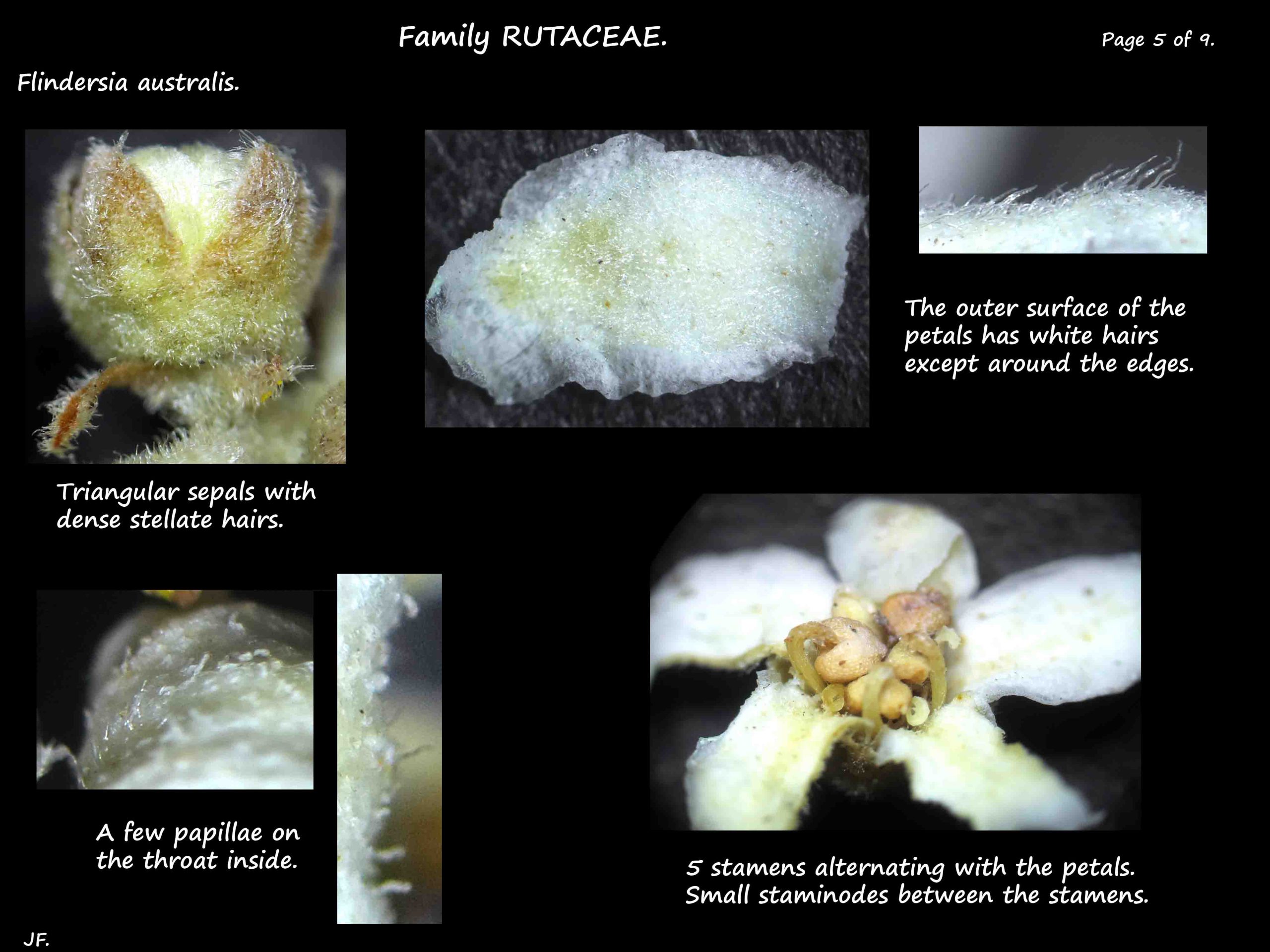 Flindersia australis - Botany Brisbane