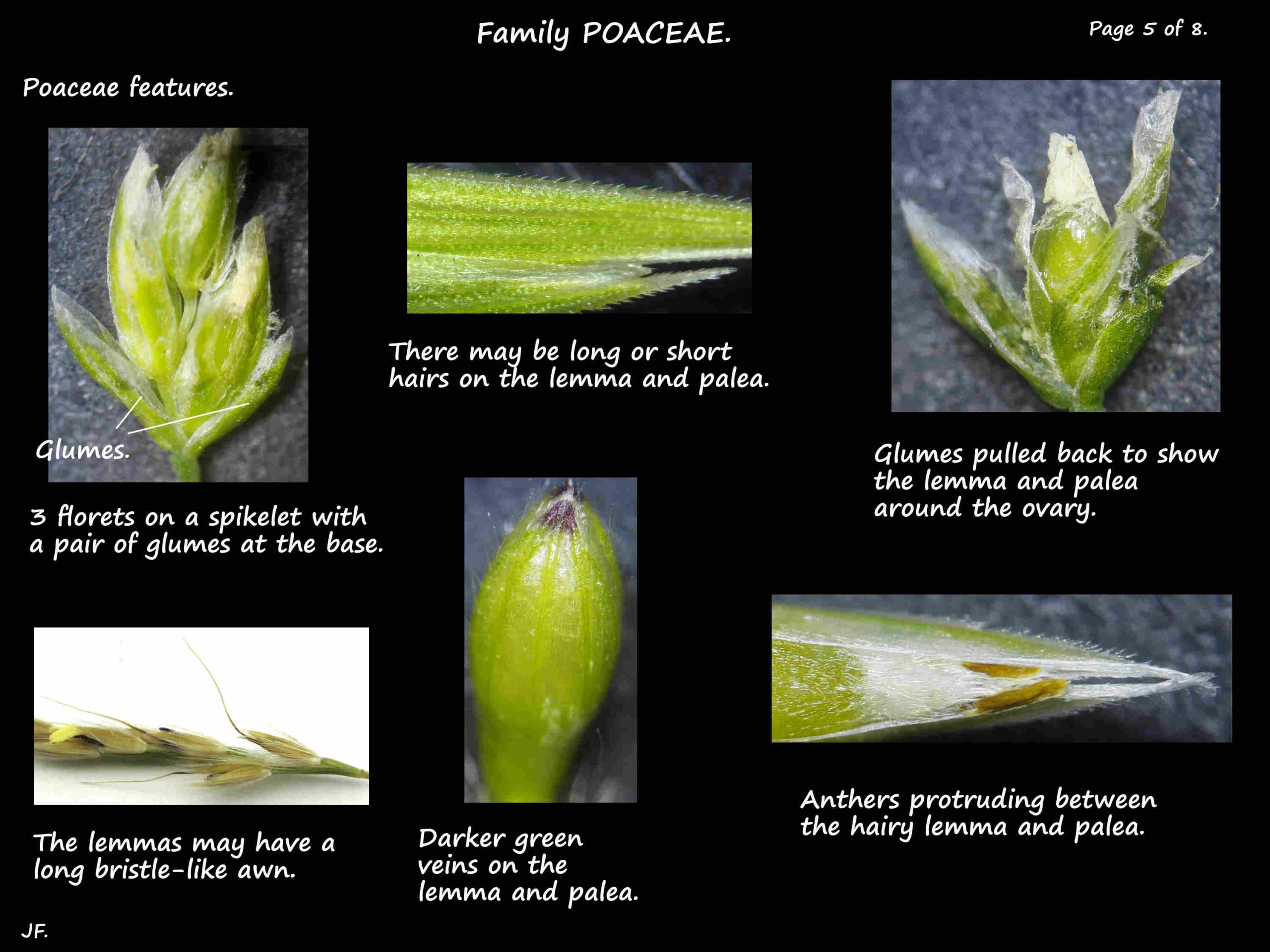 Poaceae - grasses - Botany Brisbane