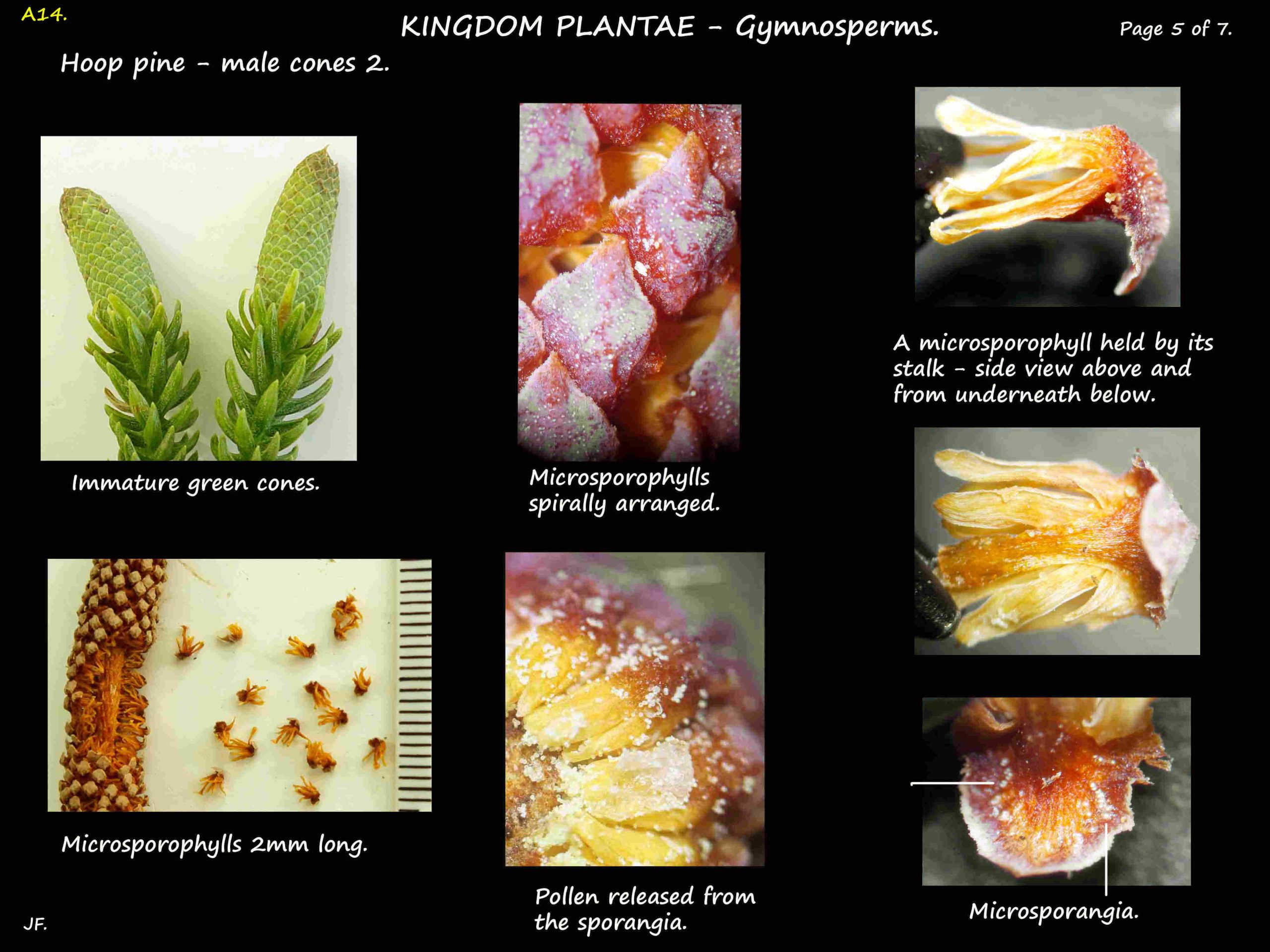 Araucaria cunninghamii - Botany Brisbane