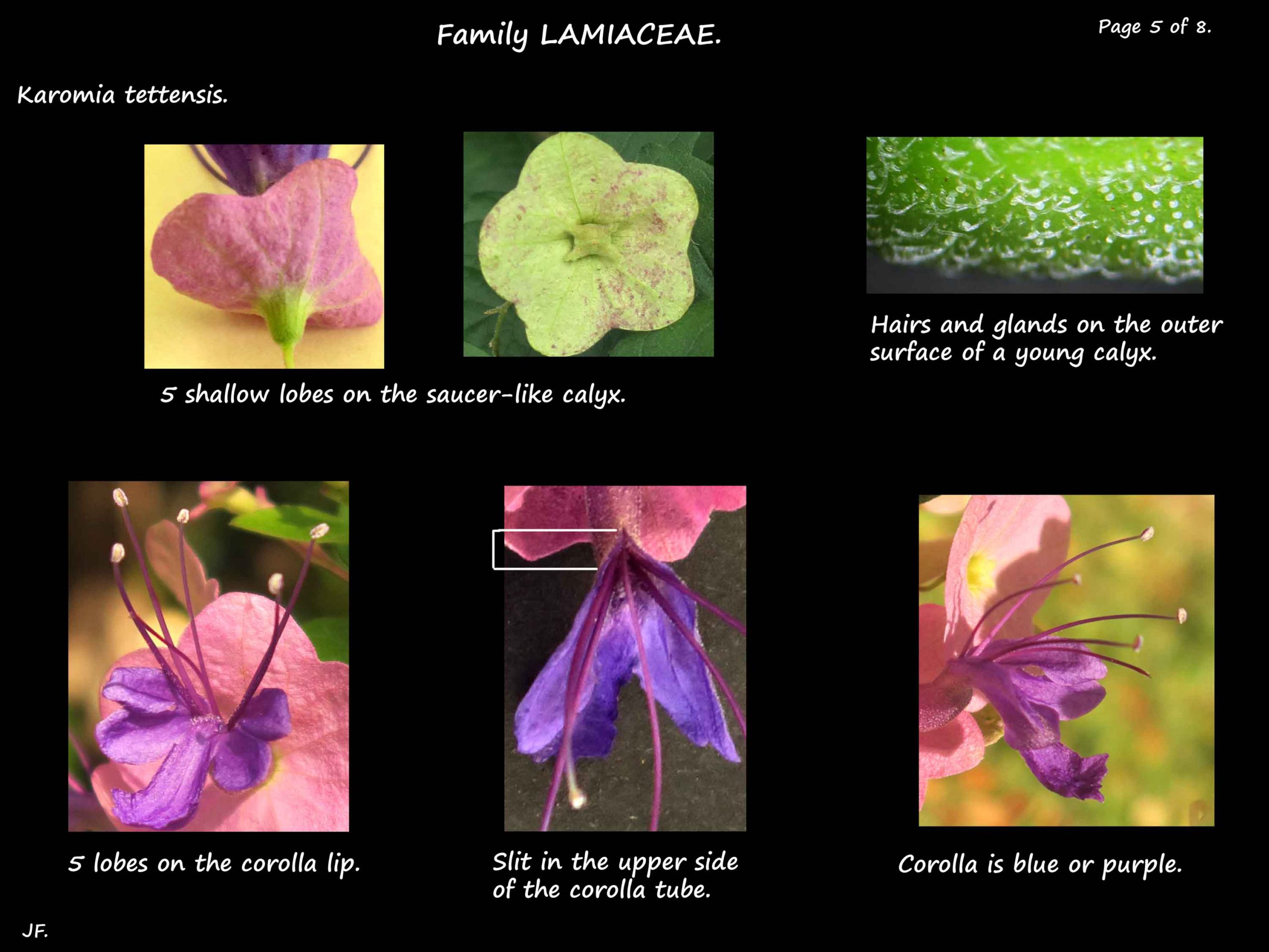 Karomia tettensis - Botany Brisbane