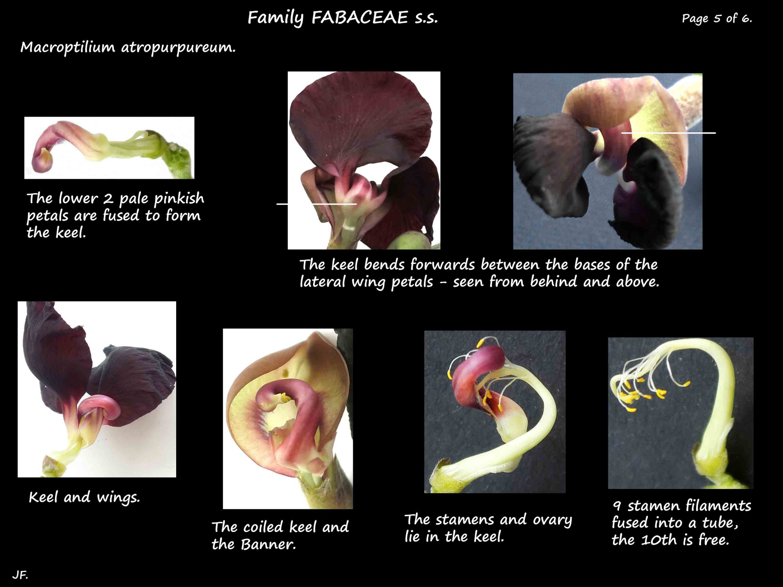 Macroptilium atropurpureum - Botany Brisbane