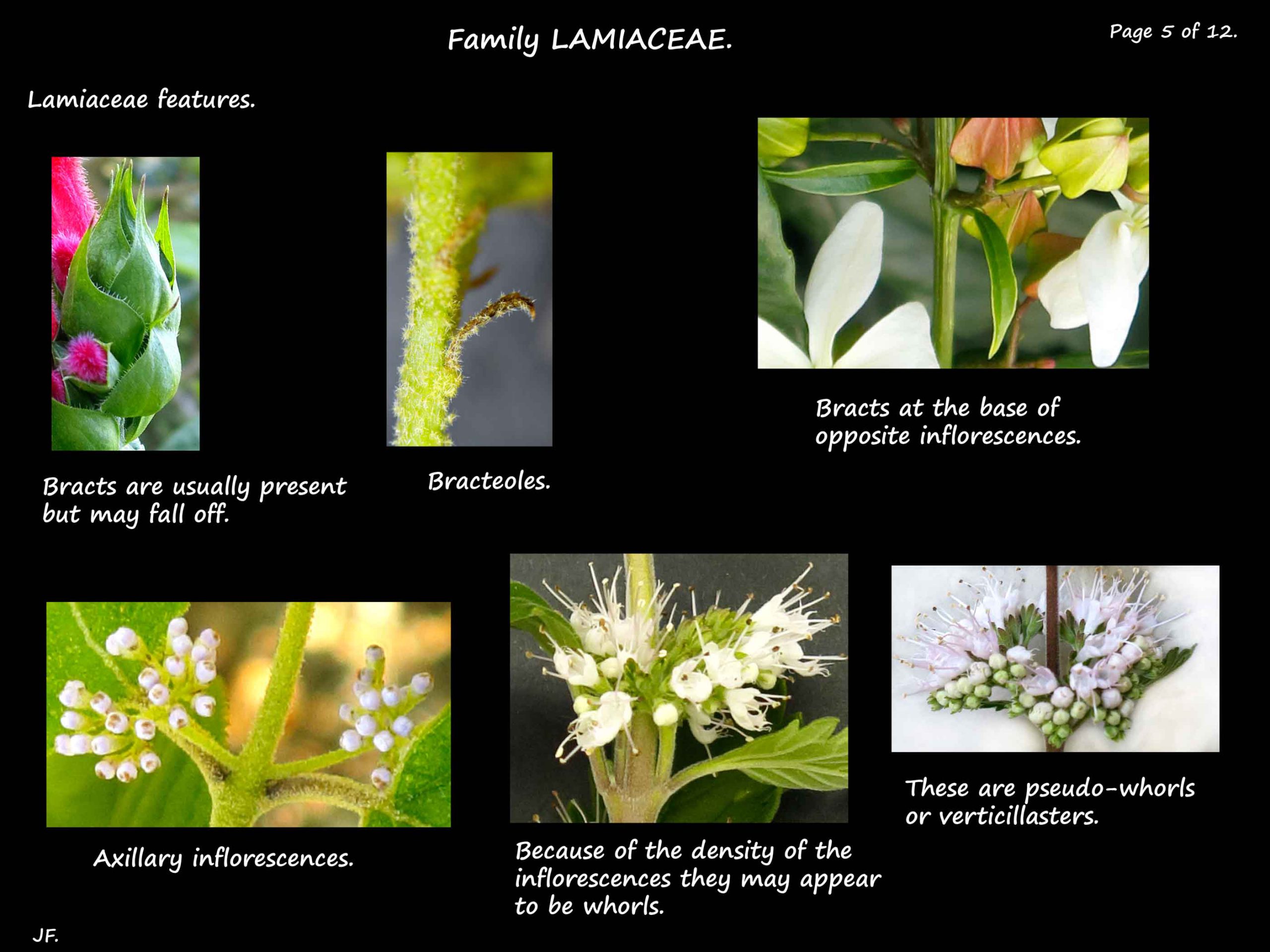Lamiaceae - Botany Brisbane