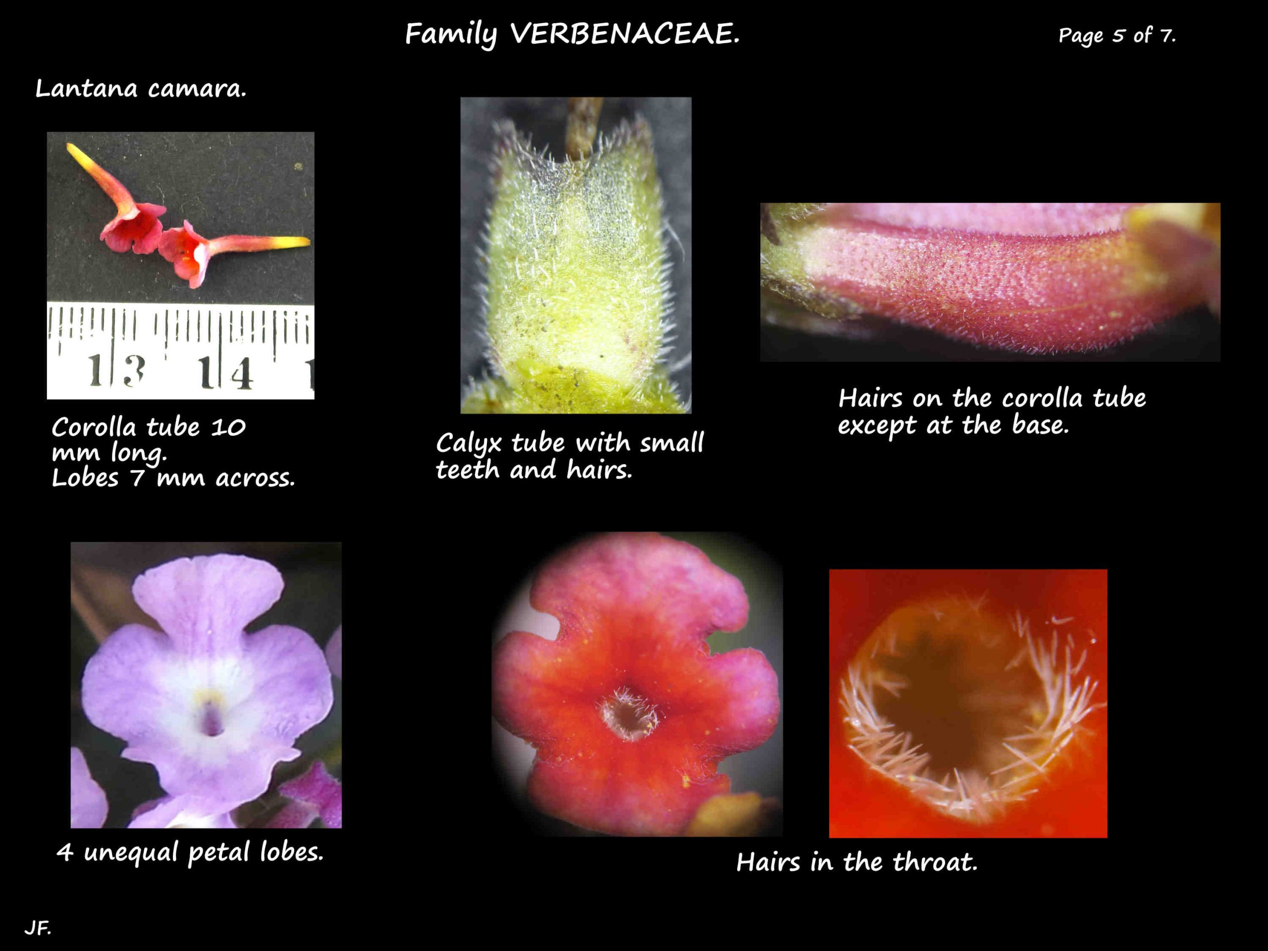 Lantana camara - Botany Brisbane