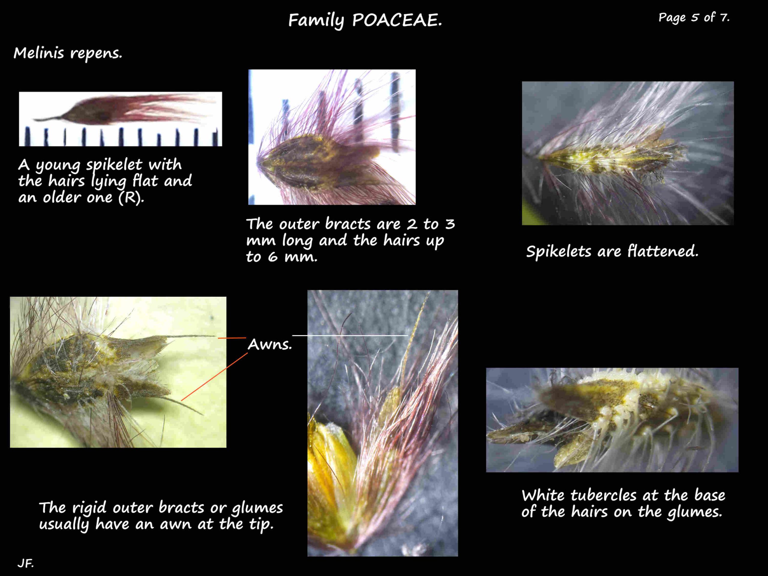 Melinis repans - Botany Brisbane