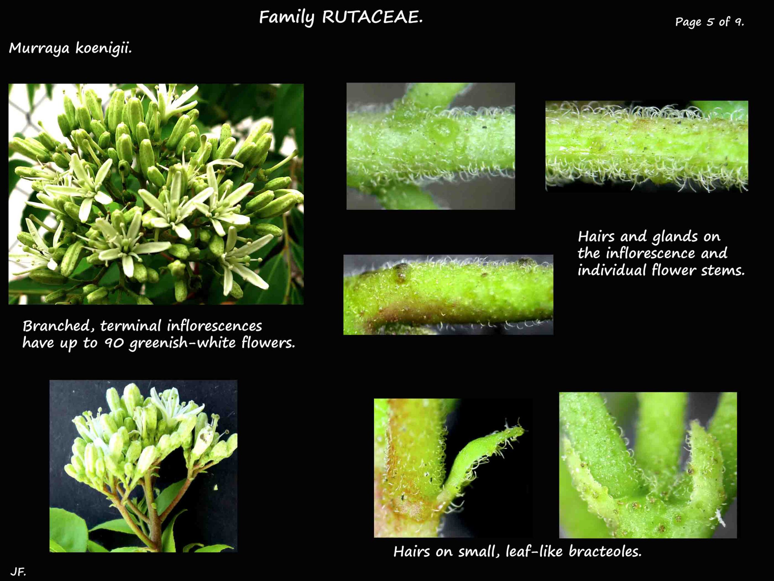 Murraya keonigii - Botany Brisbane