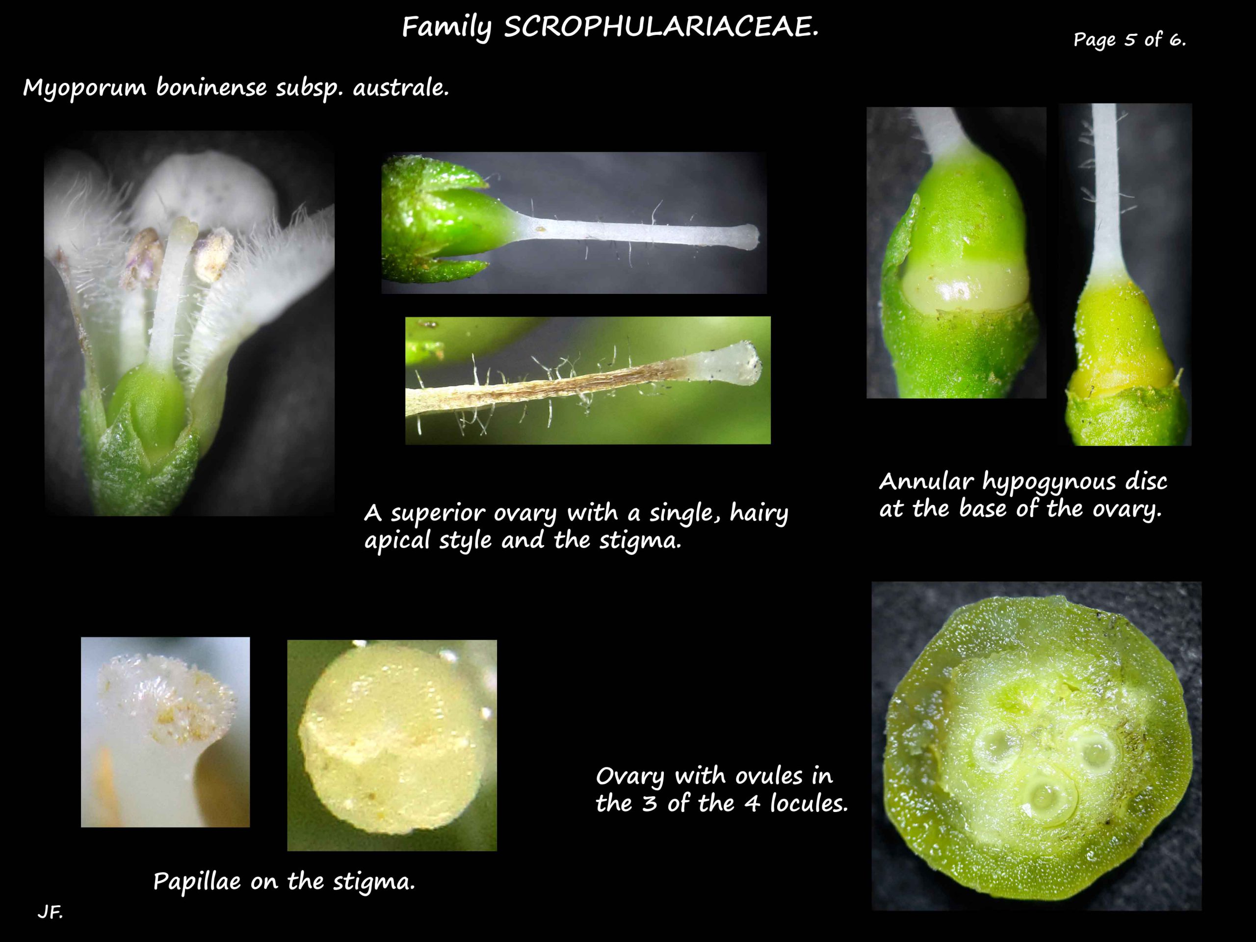Myoporum boninense subsp. australe - Botany Brisbane