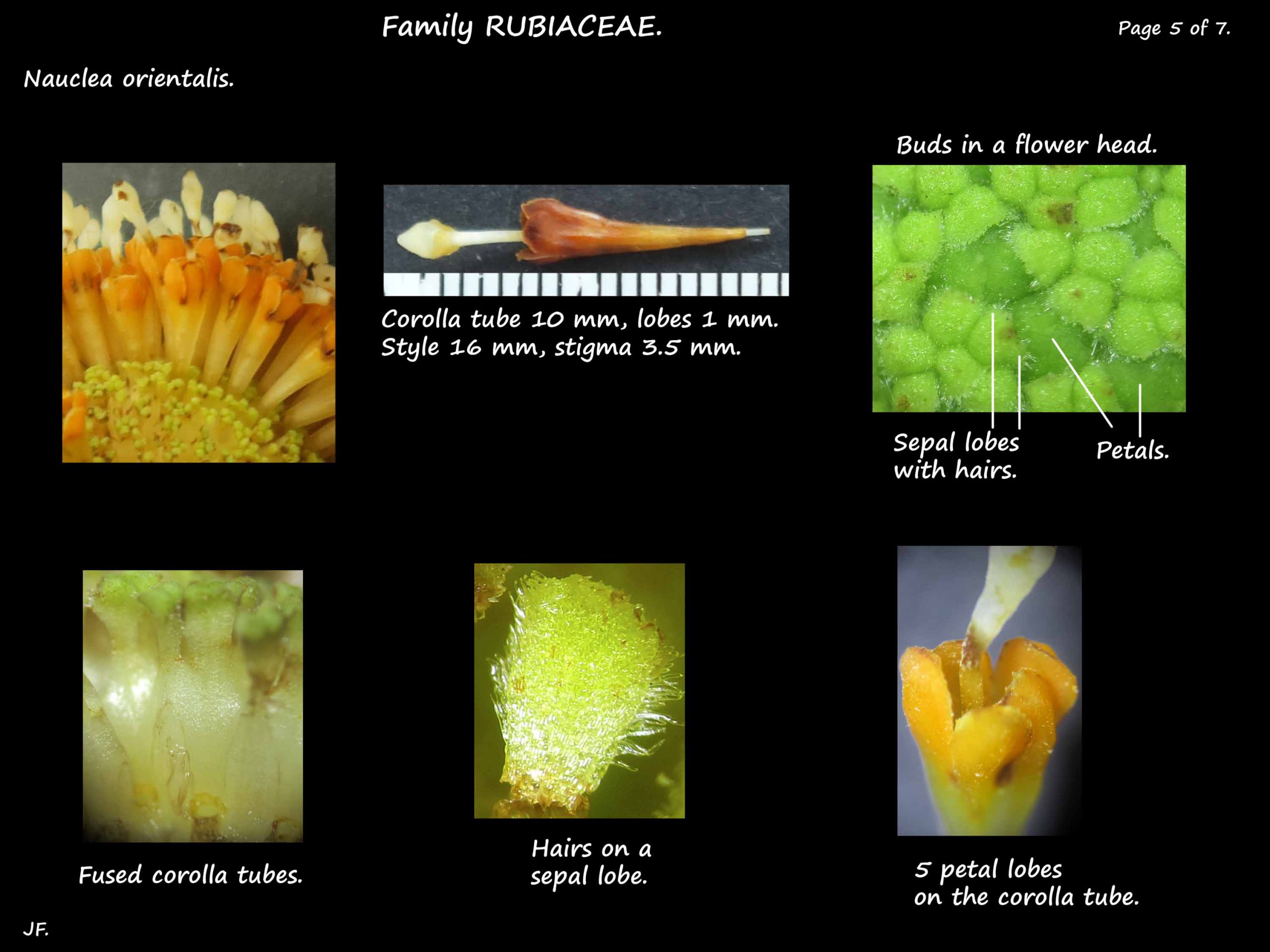 Nauclea orientalis - Botany Brisbane