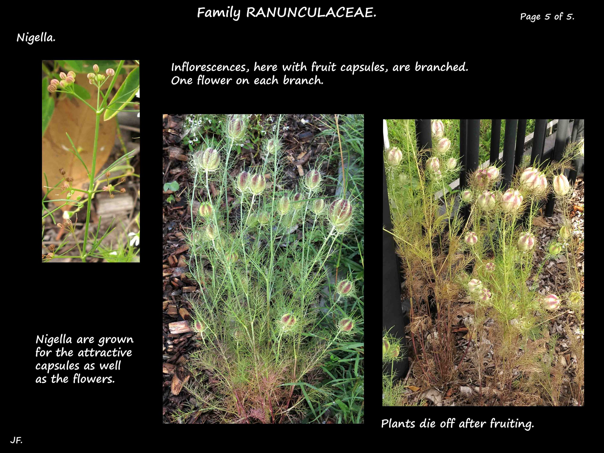 Nigella - Botany Brisbane