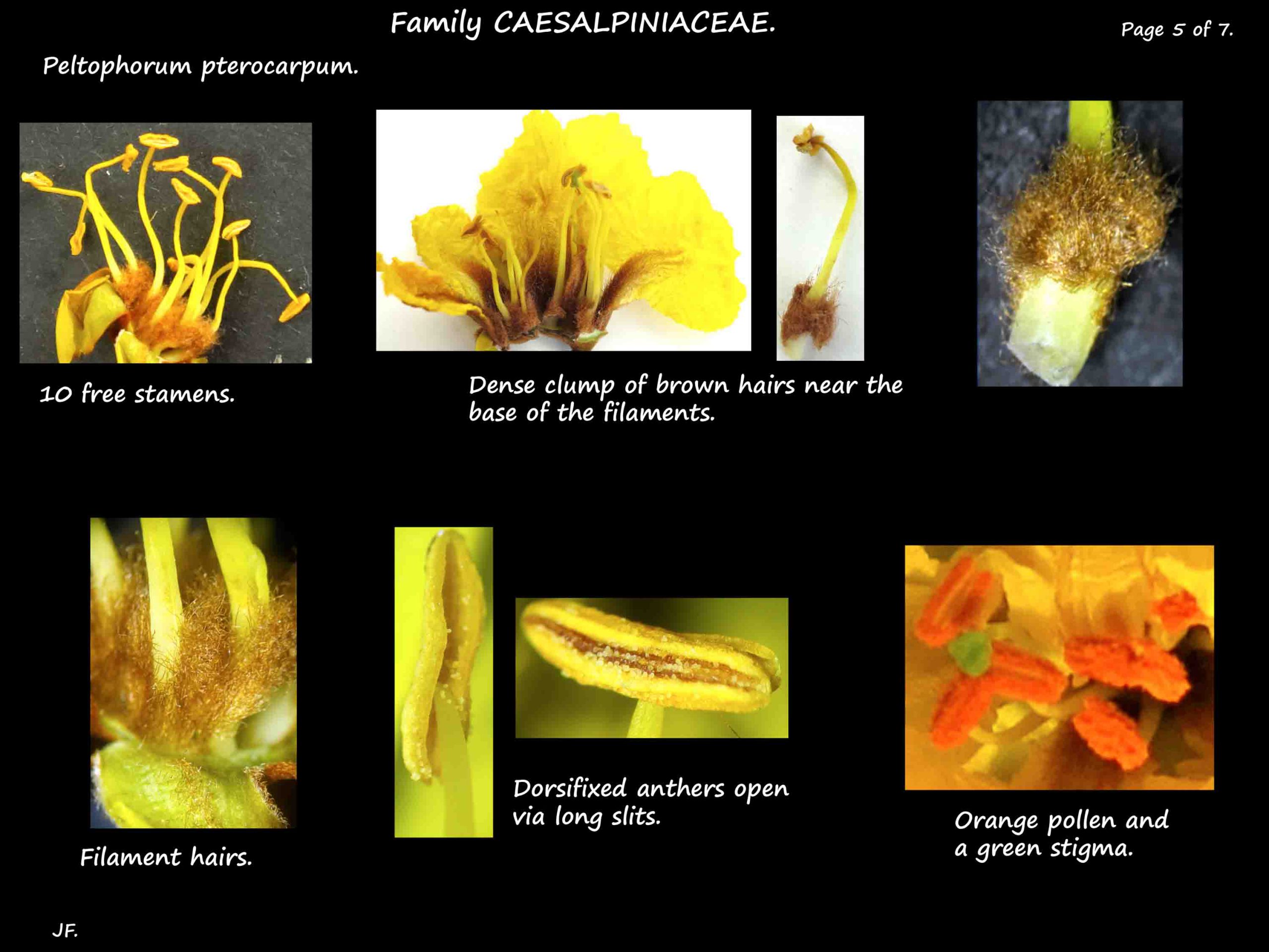 Peltophorum pterocarpum - Botany Brisbane