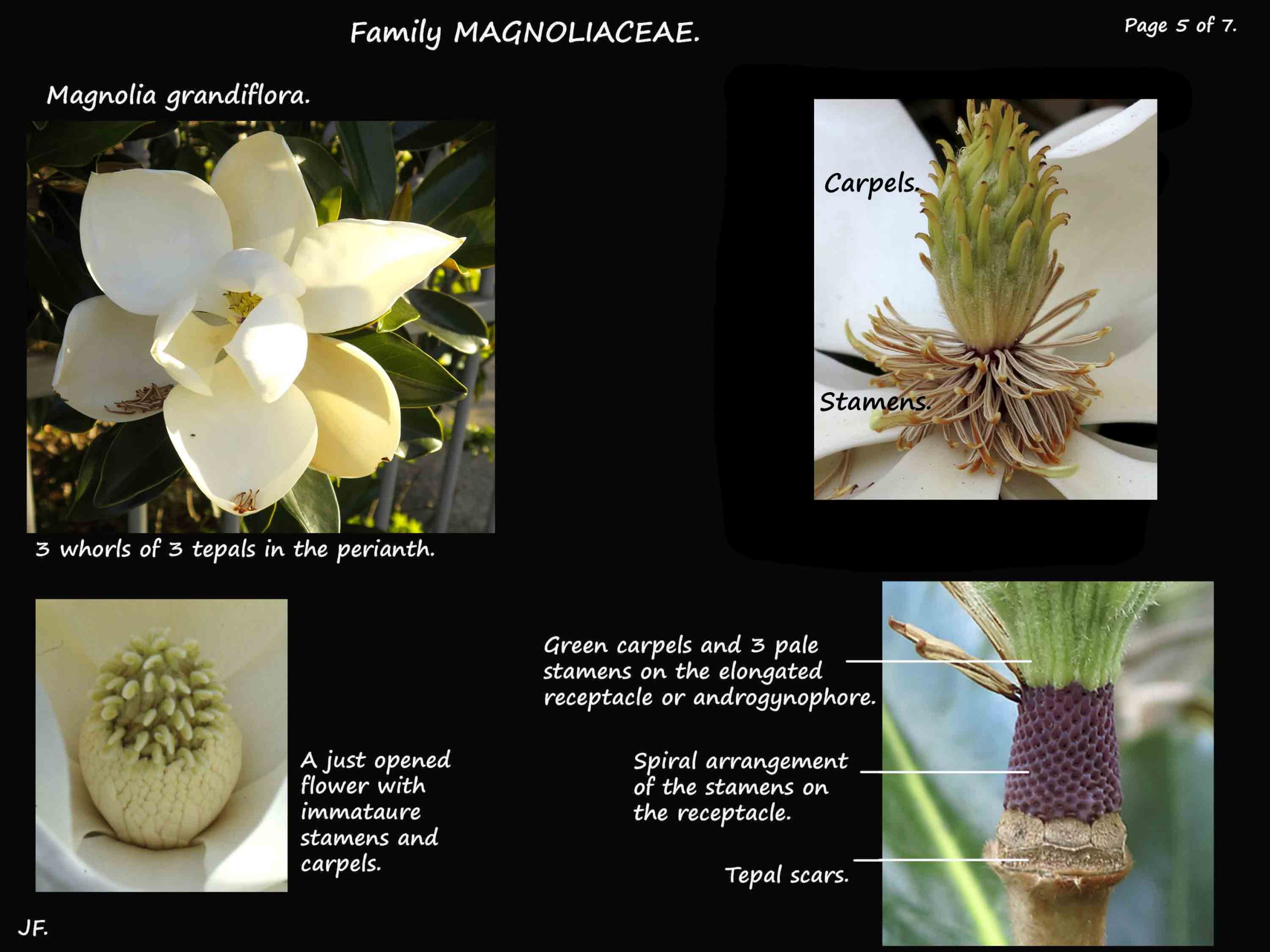 Magnolia grandiflora - Botany Brisbane