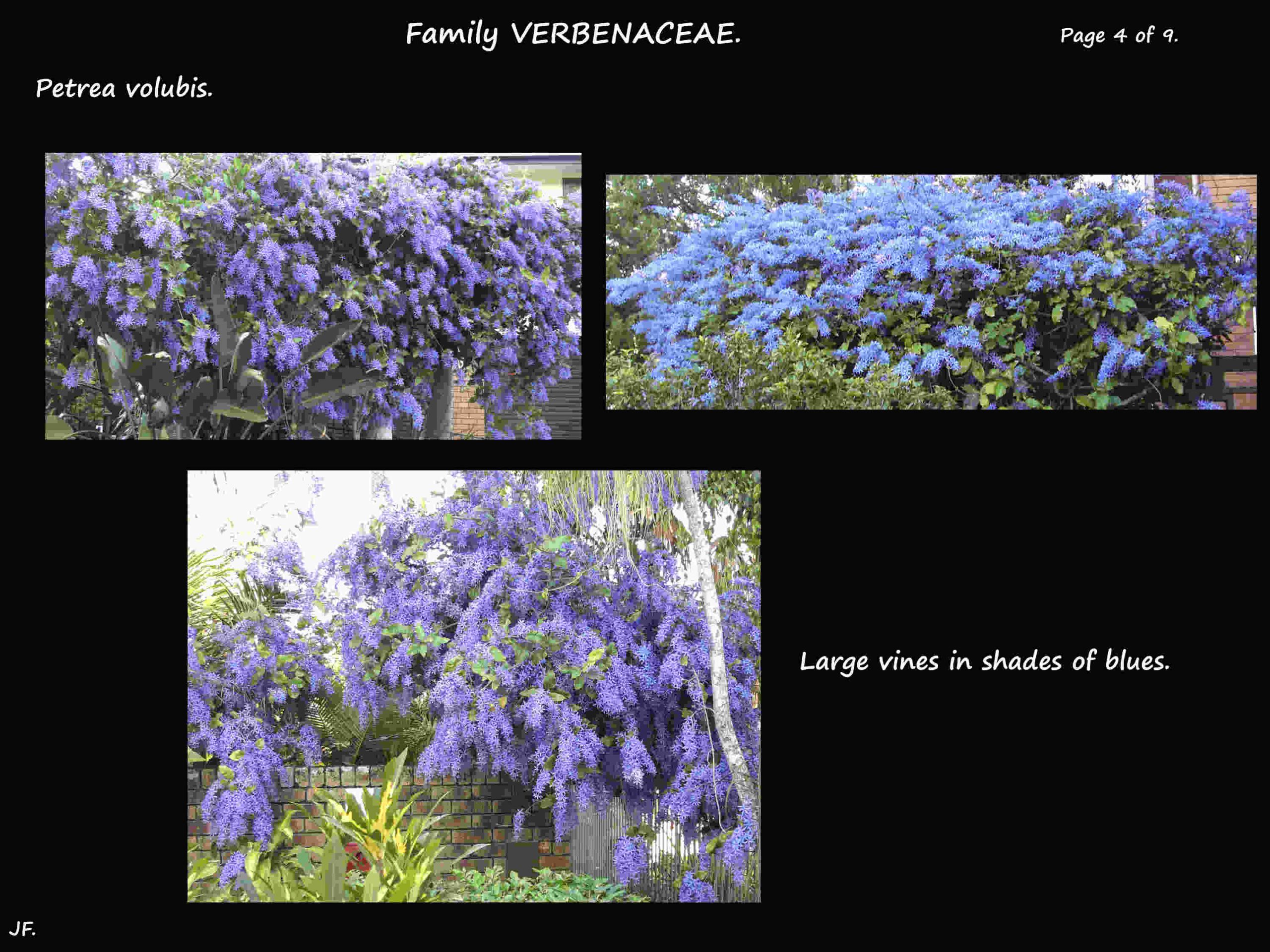 Petrea volubis - Botany Brisbane