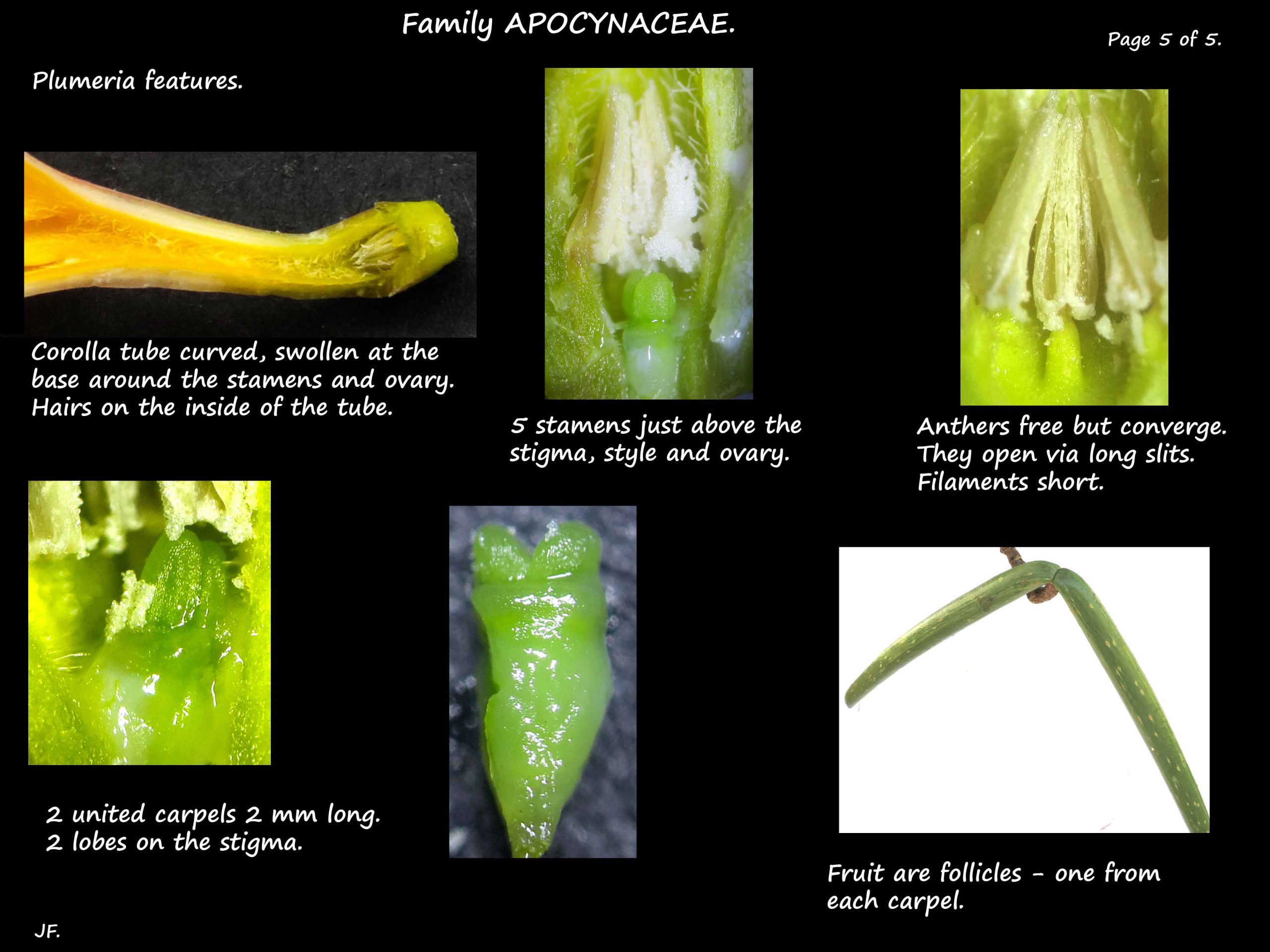 Plumeria - Botany Brisbane