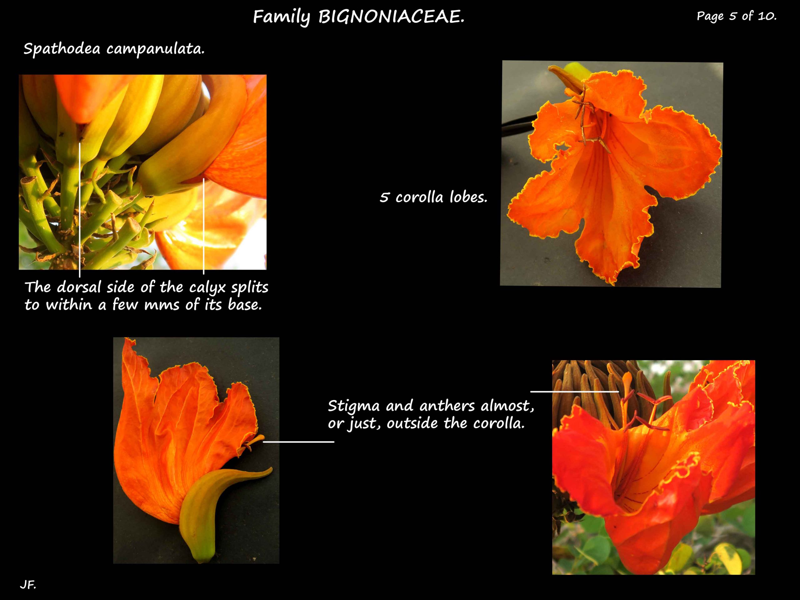 Spathodea campanulata - Botany Brisbane