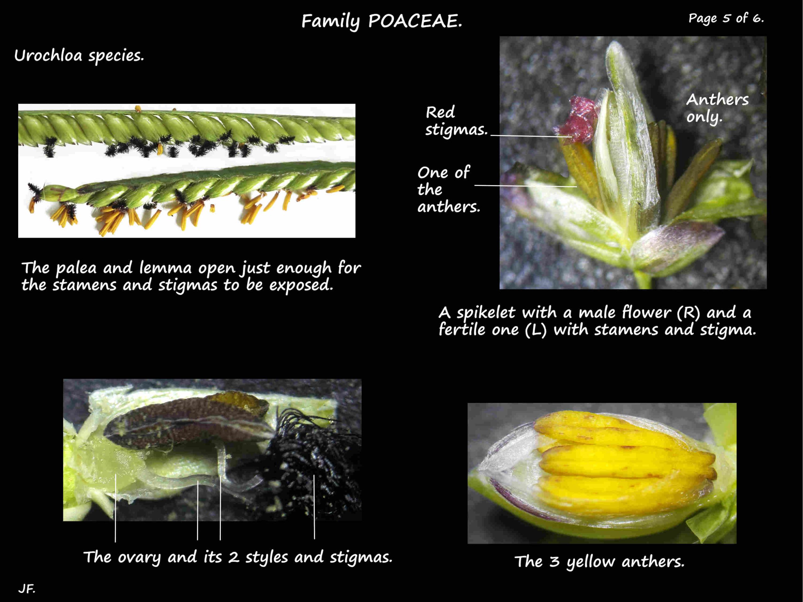 Urochloa - Botany Brisbane