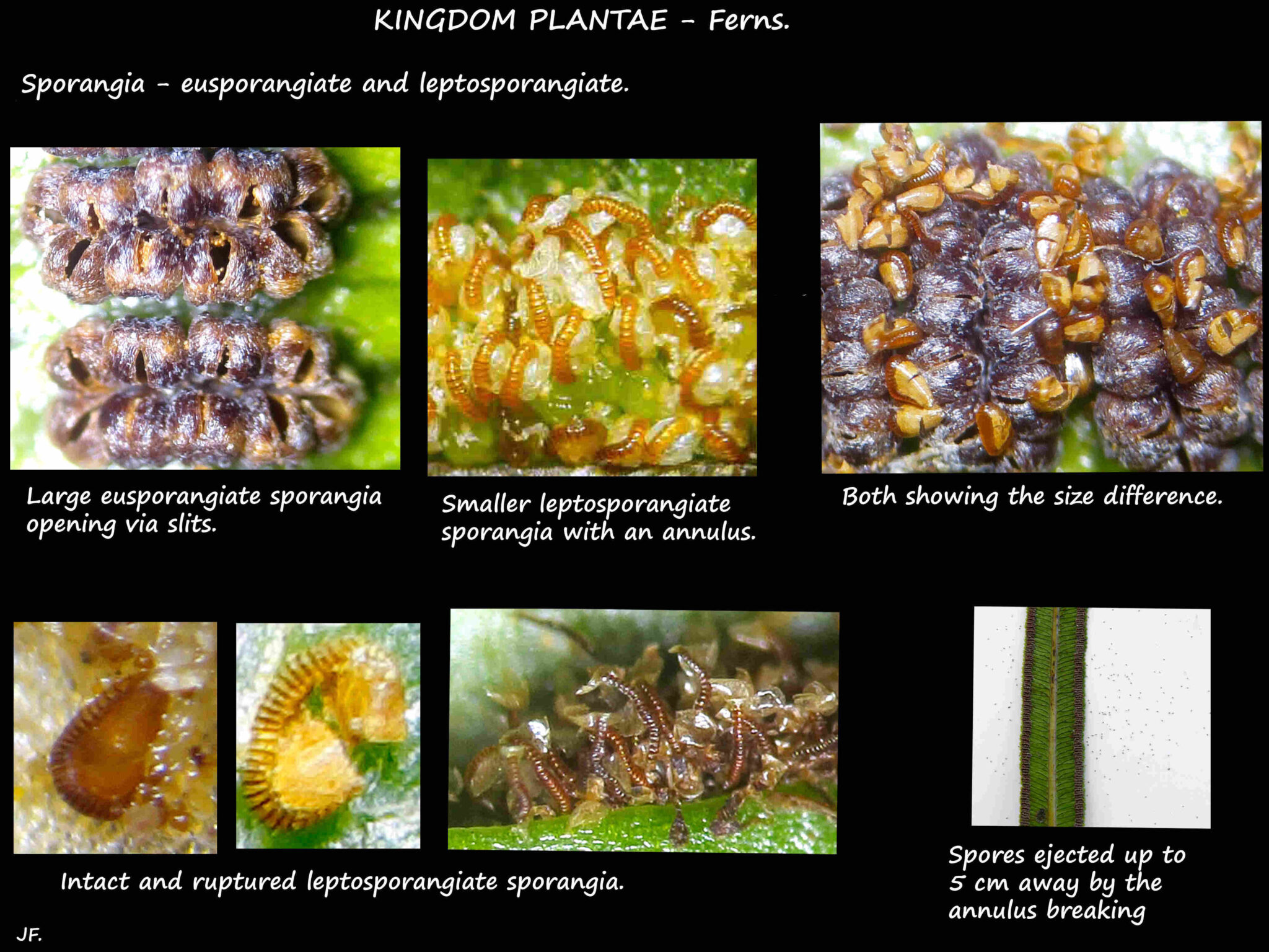 Fern classification, structure & life cycle - Botany Brisbane