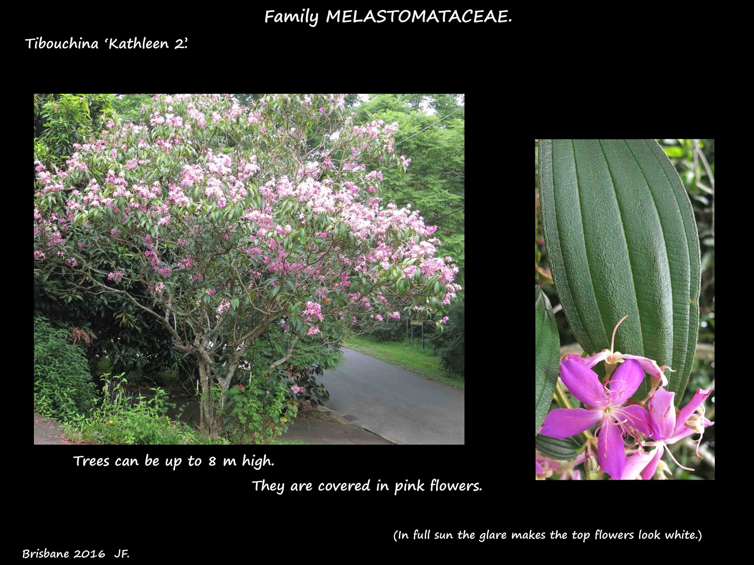 Tibouchina various cultivars - Botany Brisbane