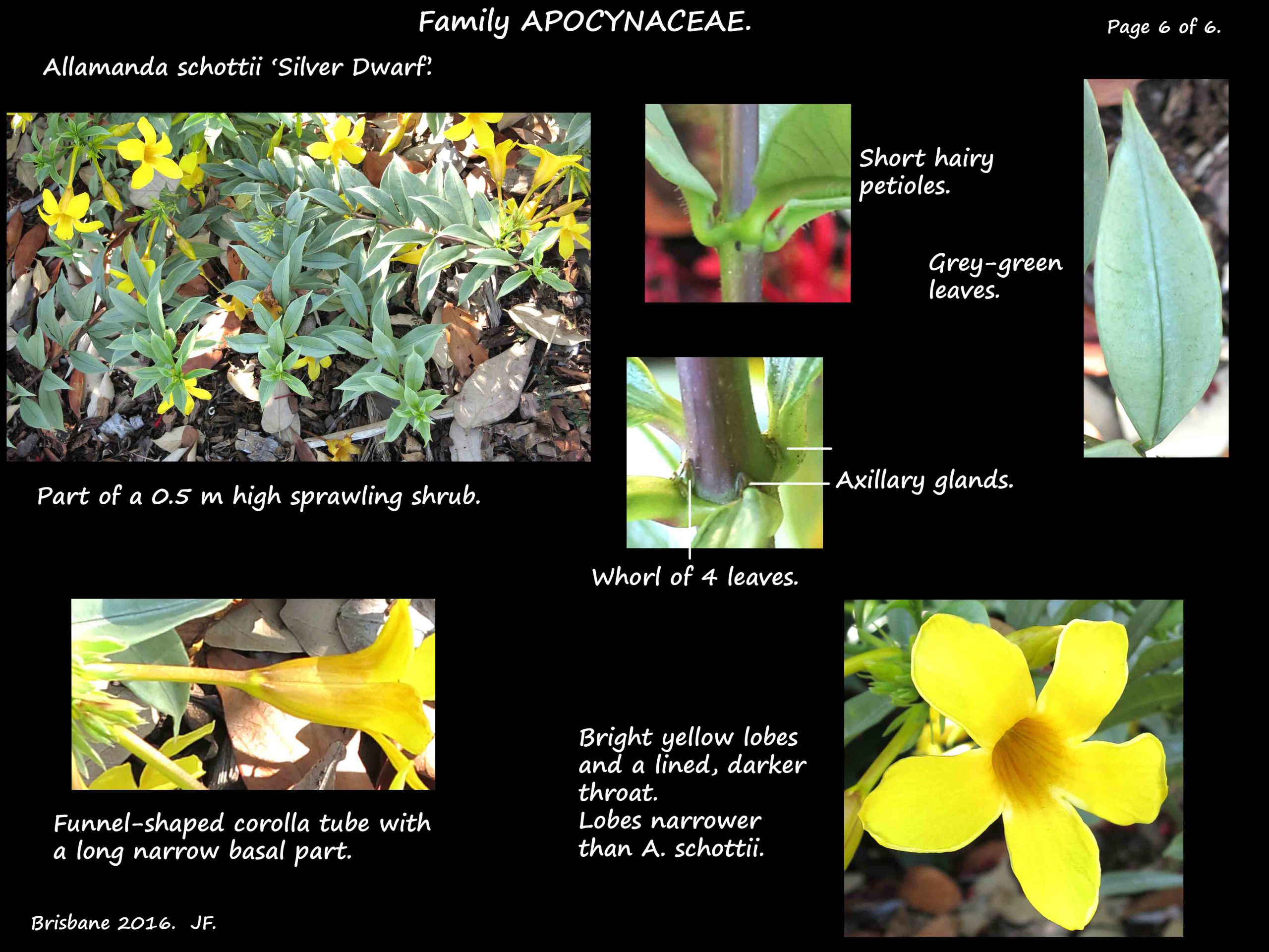 Allamanda schottii - Botany Brisbane